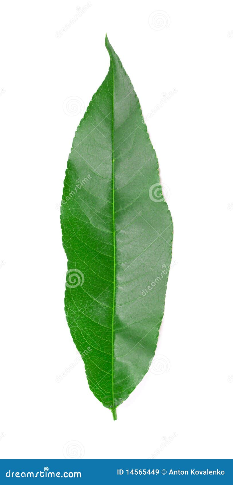 Het blad van de perzik. stock afbeelding. Image of macro - 14565449