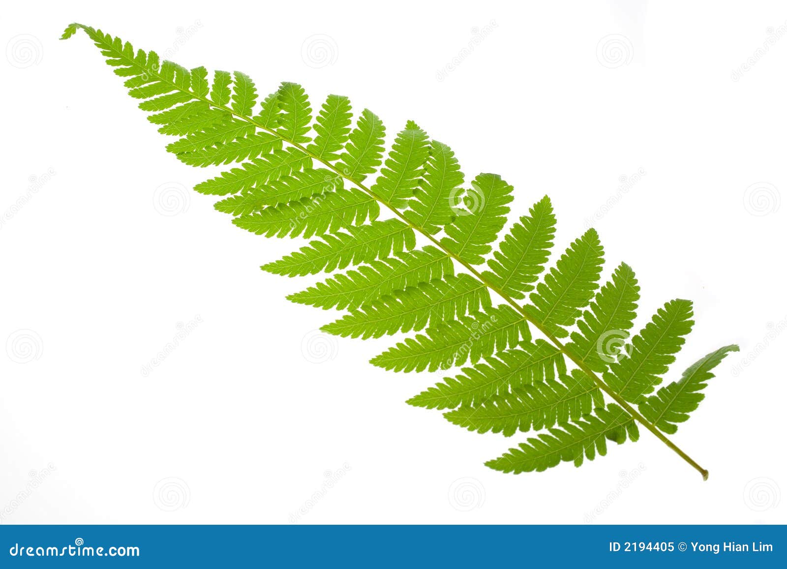 Het blad van de varen stock afbeelding. Image of botanisch - 2194405