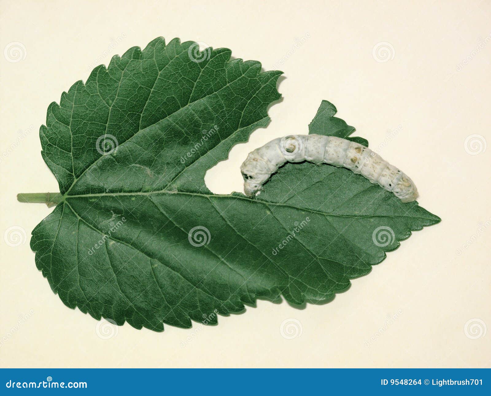 Het Blad Van De Zijderups En Van De Moerbeiboom Stock Foto - Image of ...