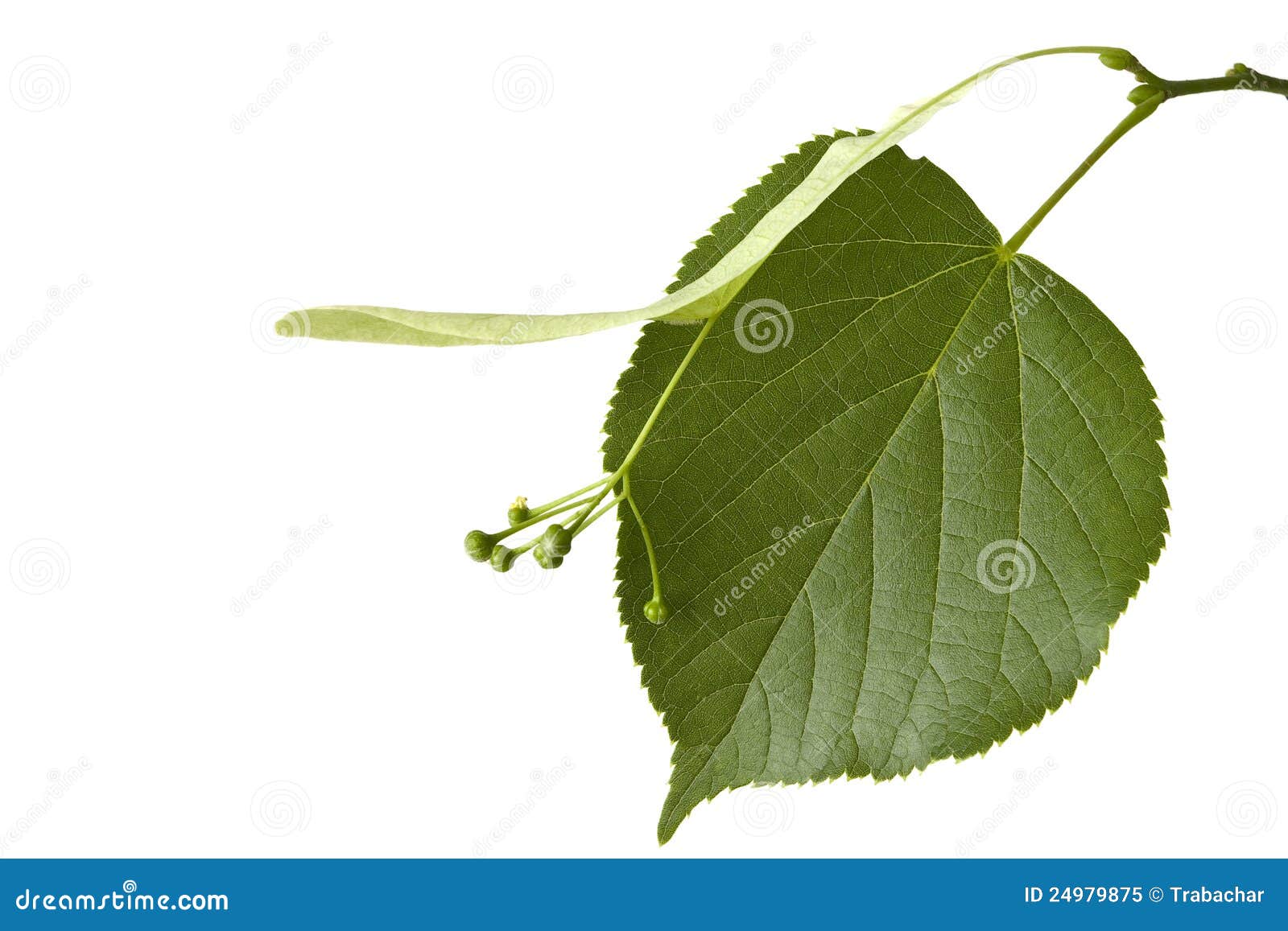 Het blad van een lindeboom stock afbeelding. Image of kalk - 24979875