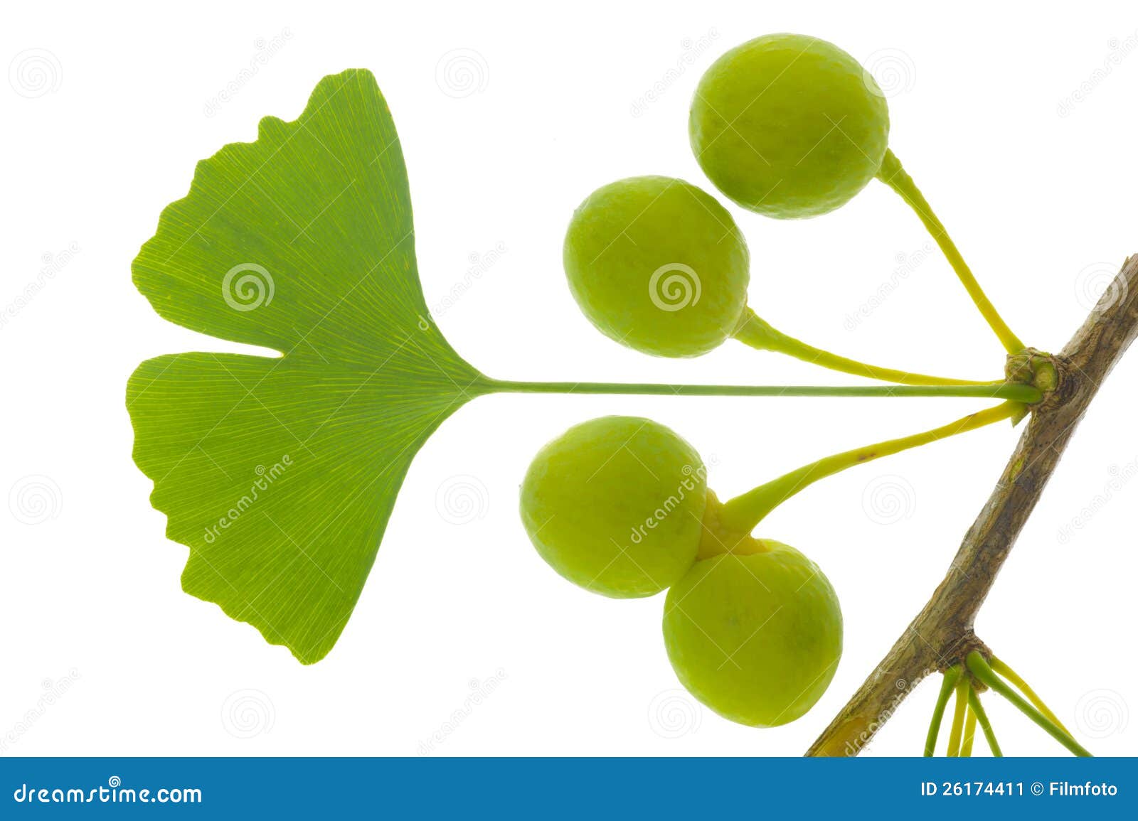 Het blad van Ginkgo stock afbeelding. Image of homeopathie - 26174411