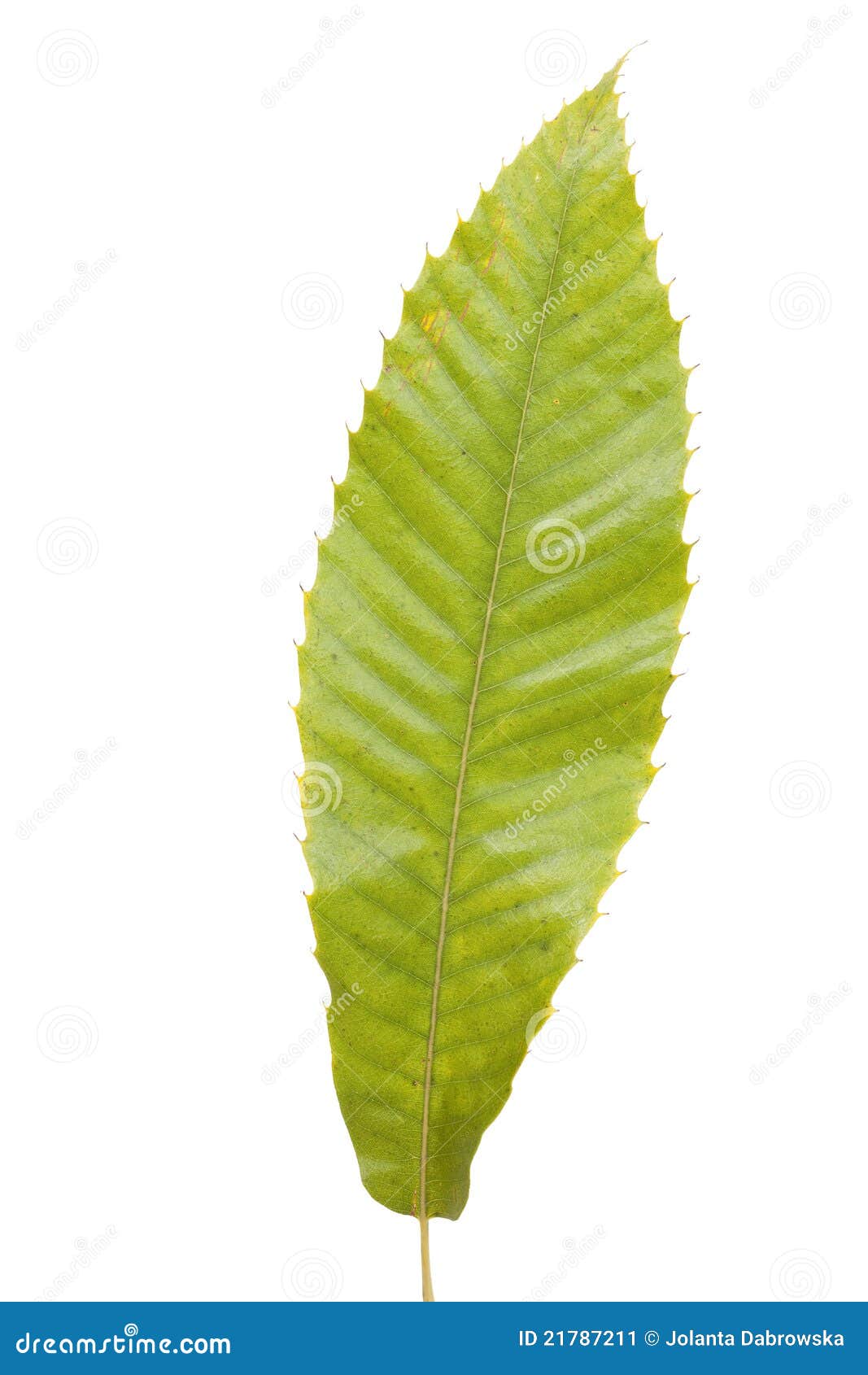 Het blad van kastanjes stock afbeelding. Image of achtergrond - 21787211