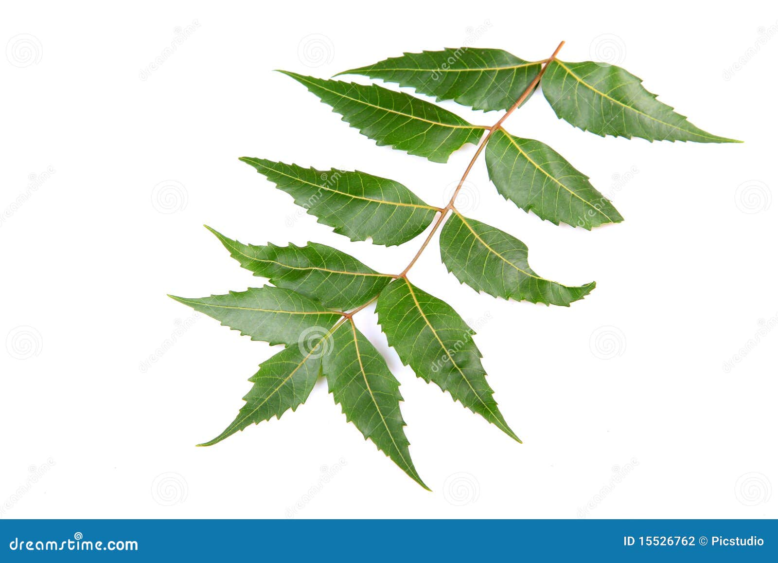 Het blad van Neem stock foto. Image of gezondheid, vrucht - 15526762