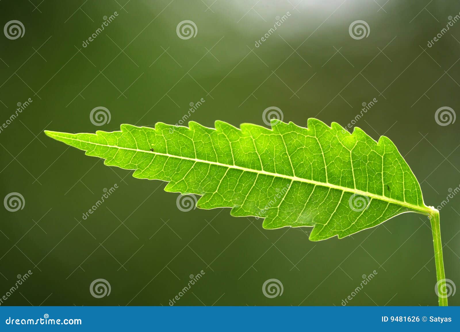 Het blad van Neem stock foto. Image of indië, aromatherapie - 9481626