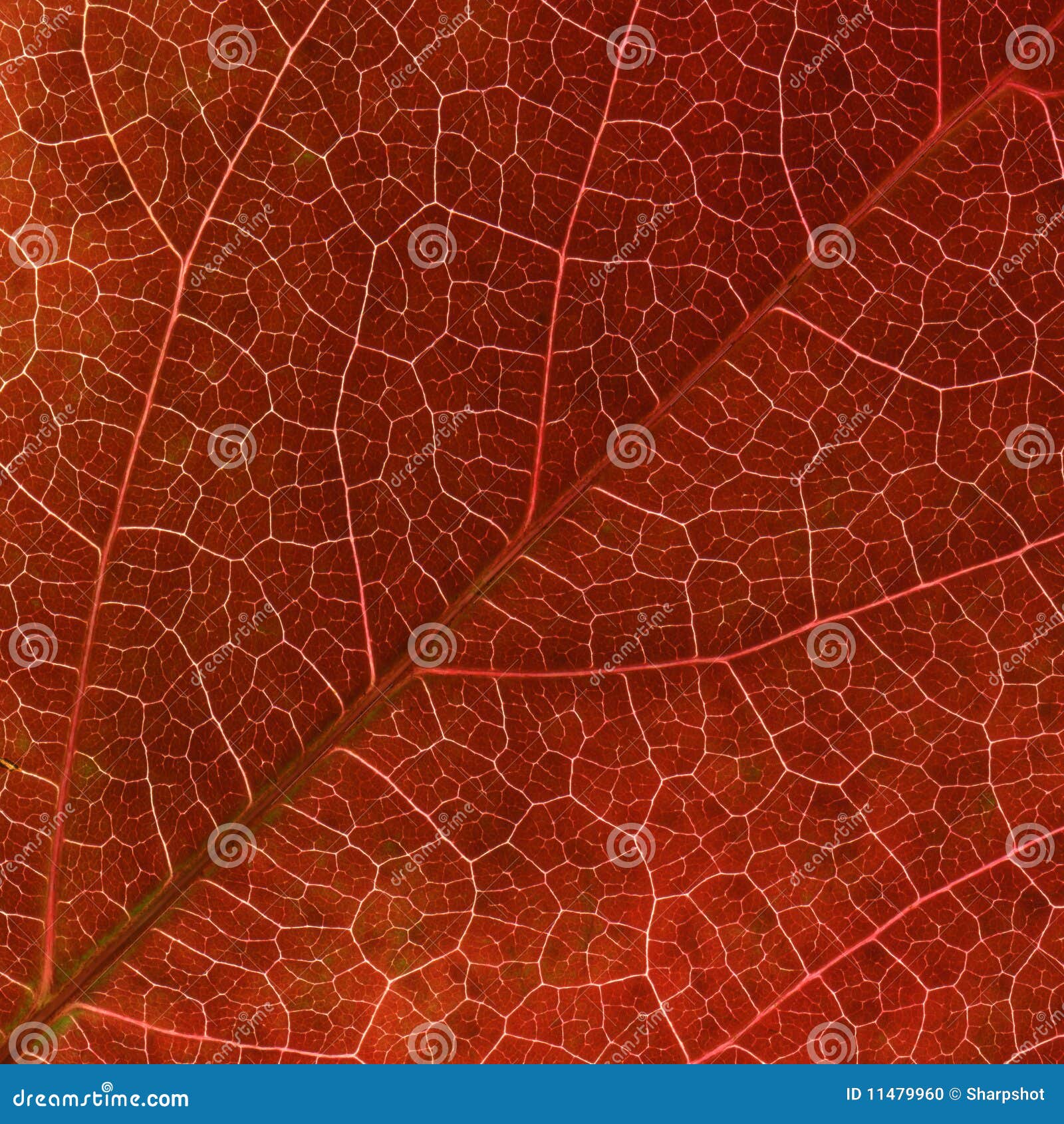 Het Bladaders Van De Wilde Wingerd Van De Herfst Omhoog Sluiten De Rode ...