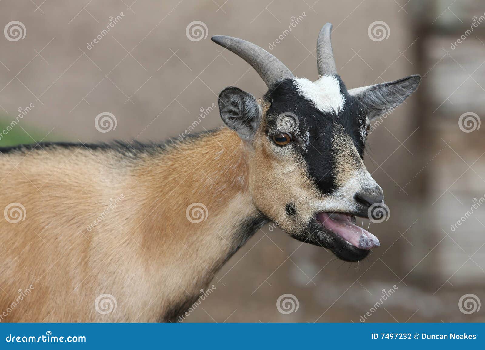 Het Blaten van de geit stock foto. Image of hoofd, nave - 7497232