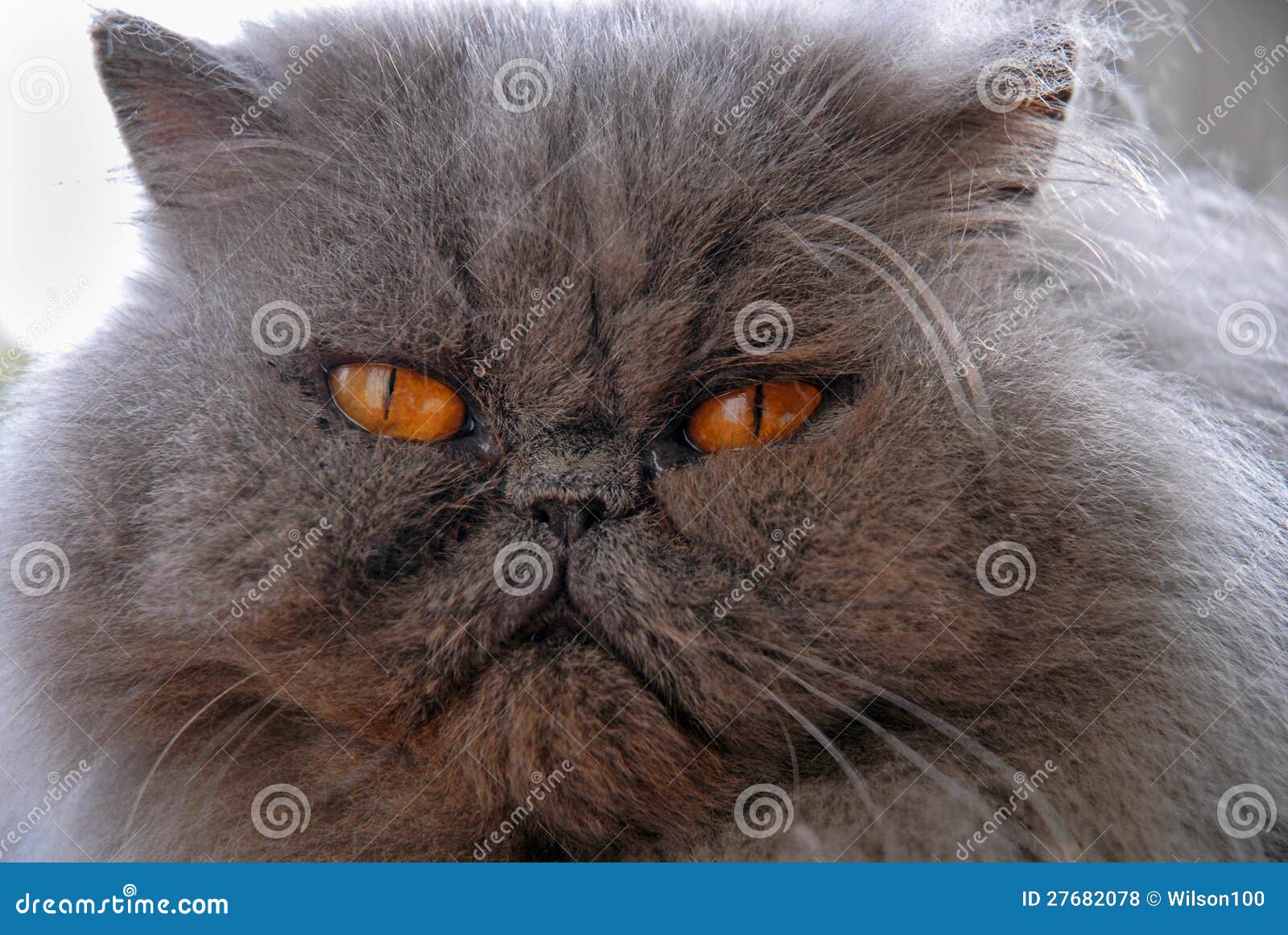 Het Blauwe Gezicht Van De Perzische Kat Stock Foto - Image of liefde ...