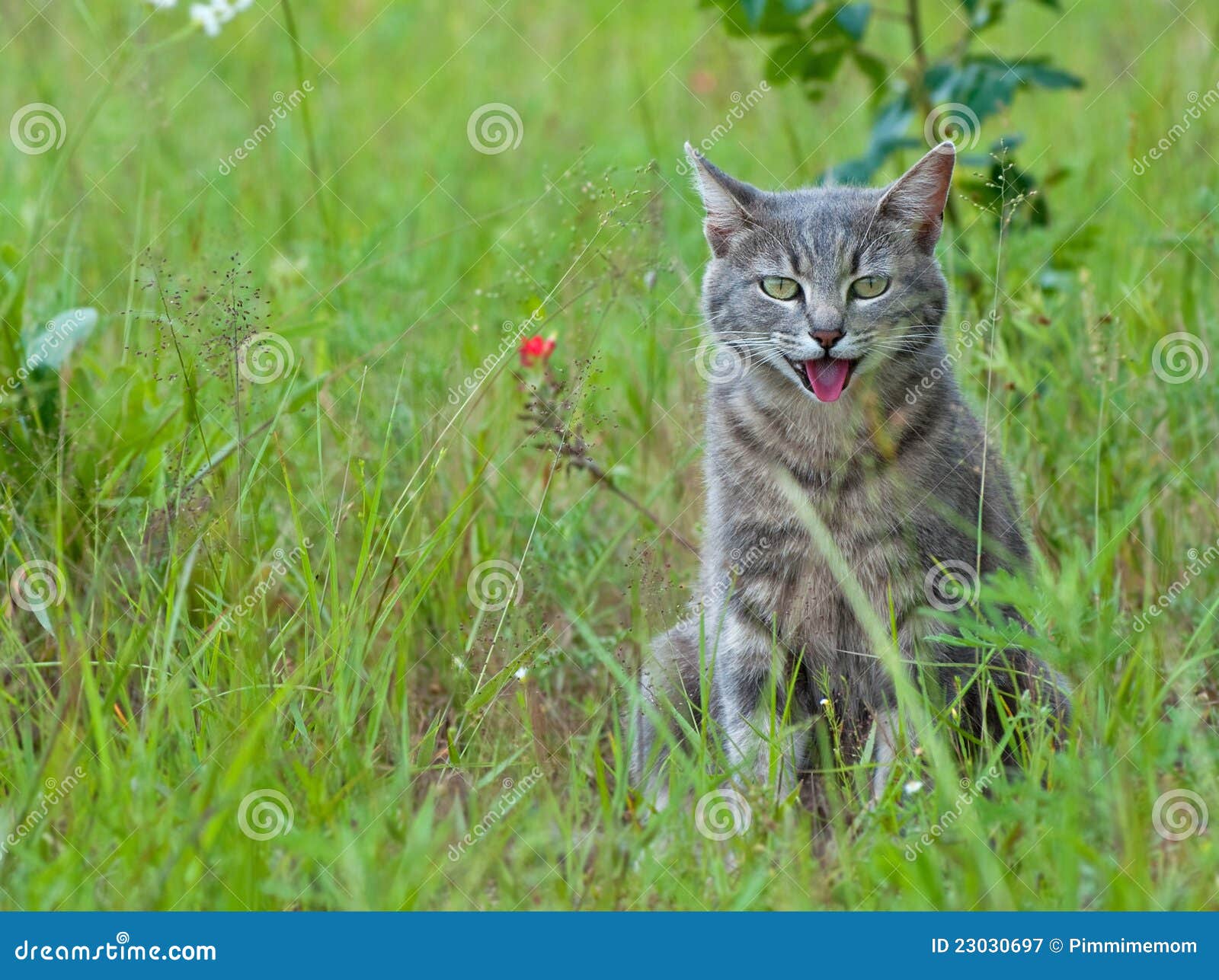 Het Blauwe Tabby Kat Hijgen Stock Afbeelding - Image of licht, neus: 23030697