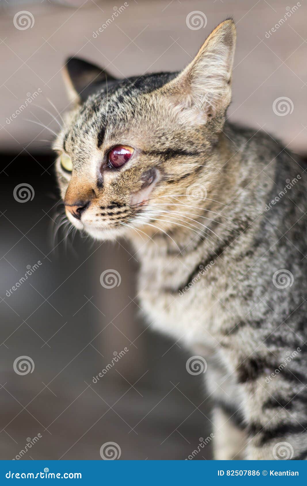 Het Bloed Rode Wonden Van Kattenogen Stock Foto - Image of hartelijk ...