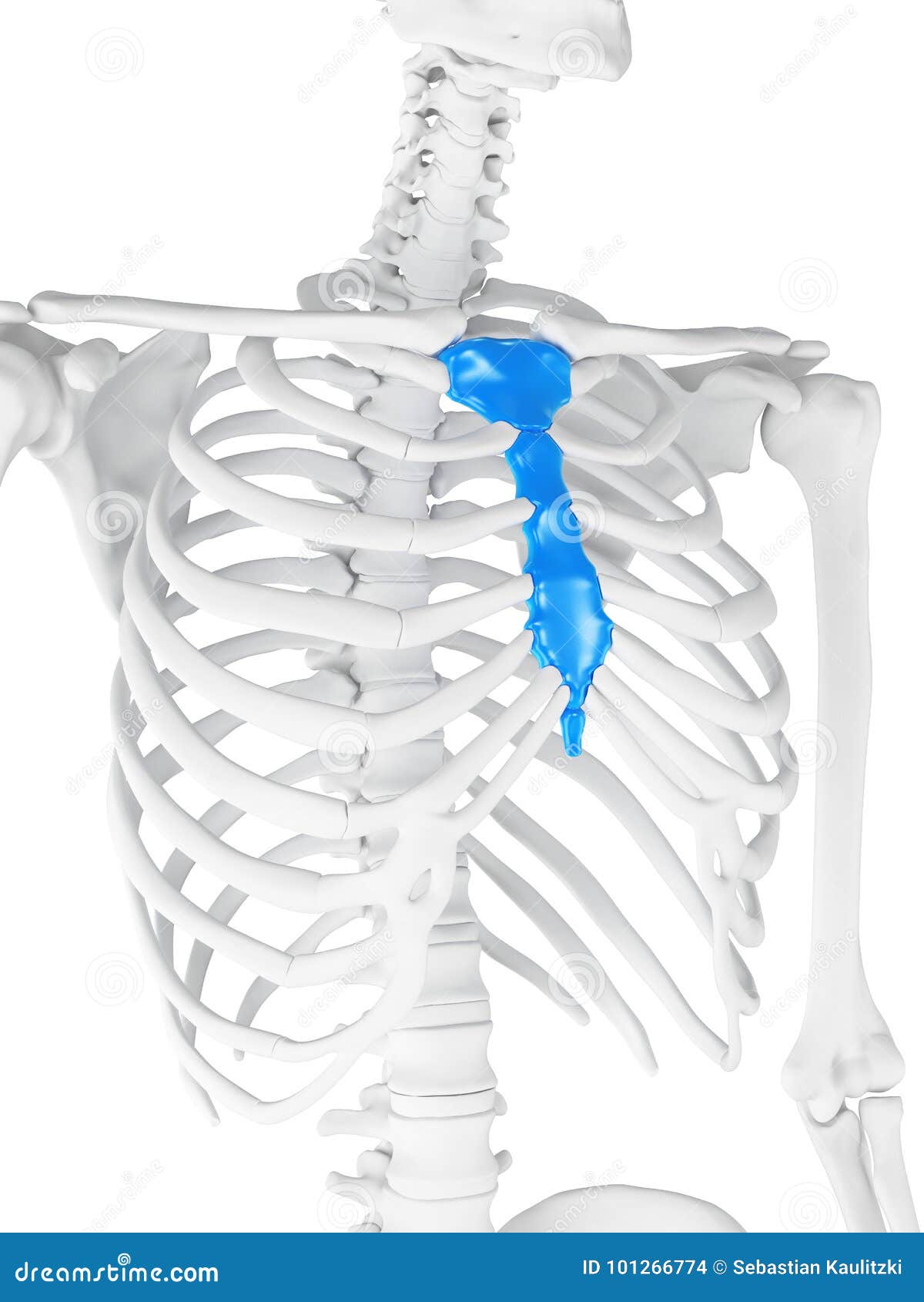 Het borstbeen stock illustratie. Illustration of gezondheid - 101266774