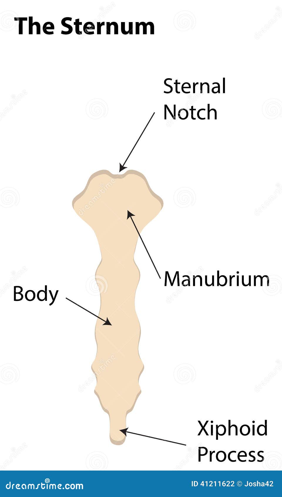 Het Borstbeen vector illustratie. Illustration of borstbeen - 41211622