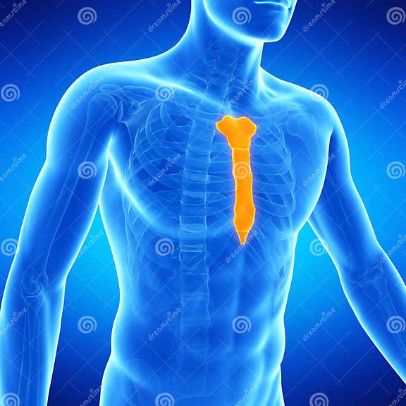 Het borstbeen stock illustratie. Illustration of grafisch - 45275093