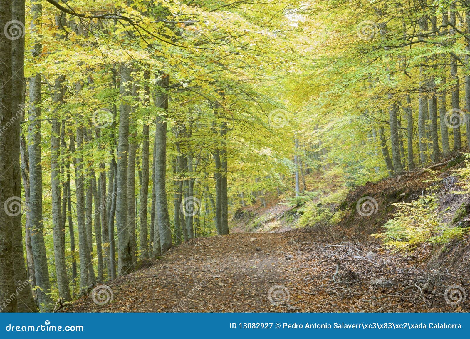 Het bos van de beuk stock afbeelding. Image of voet, landschap - 13082927