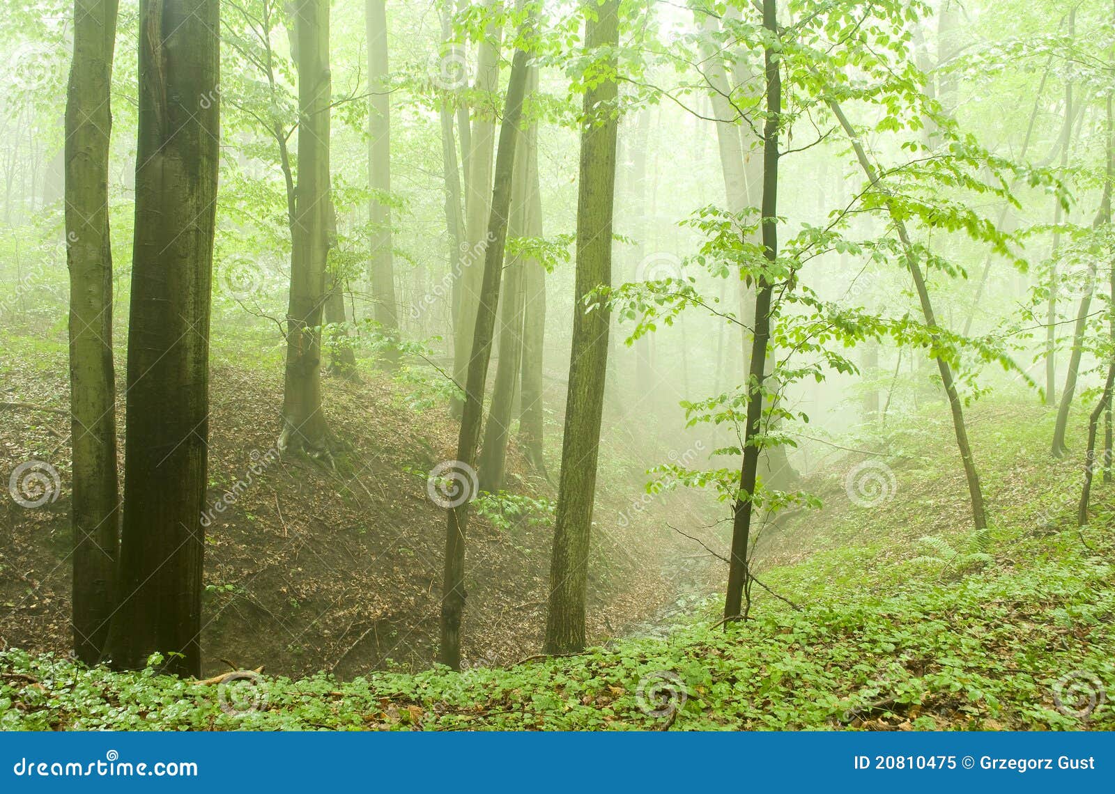 Het Bos Van De Beuk in De Zomer Na Het Onweer Stock Afbeelding - Image ...