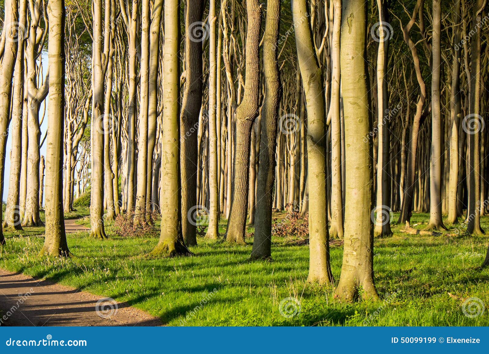 Het Bos Van De Beukboom Met Zonneschijn Stock Afbeelding - Image of ...