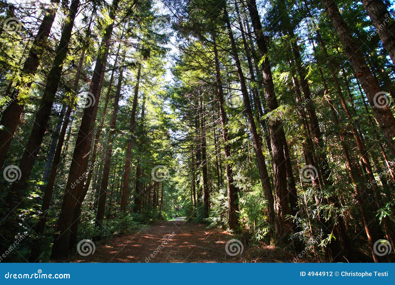 Het Bos Van De Californische Sequoia Stock Foto - Image of licht ...