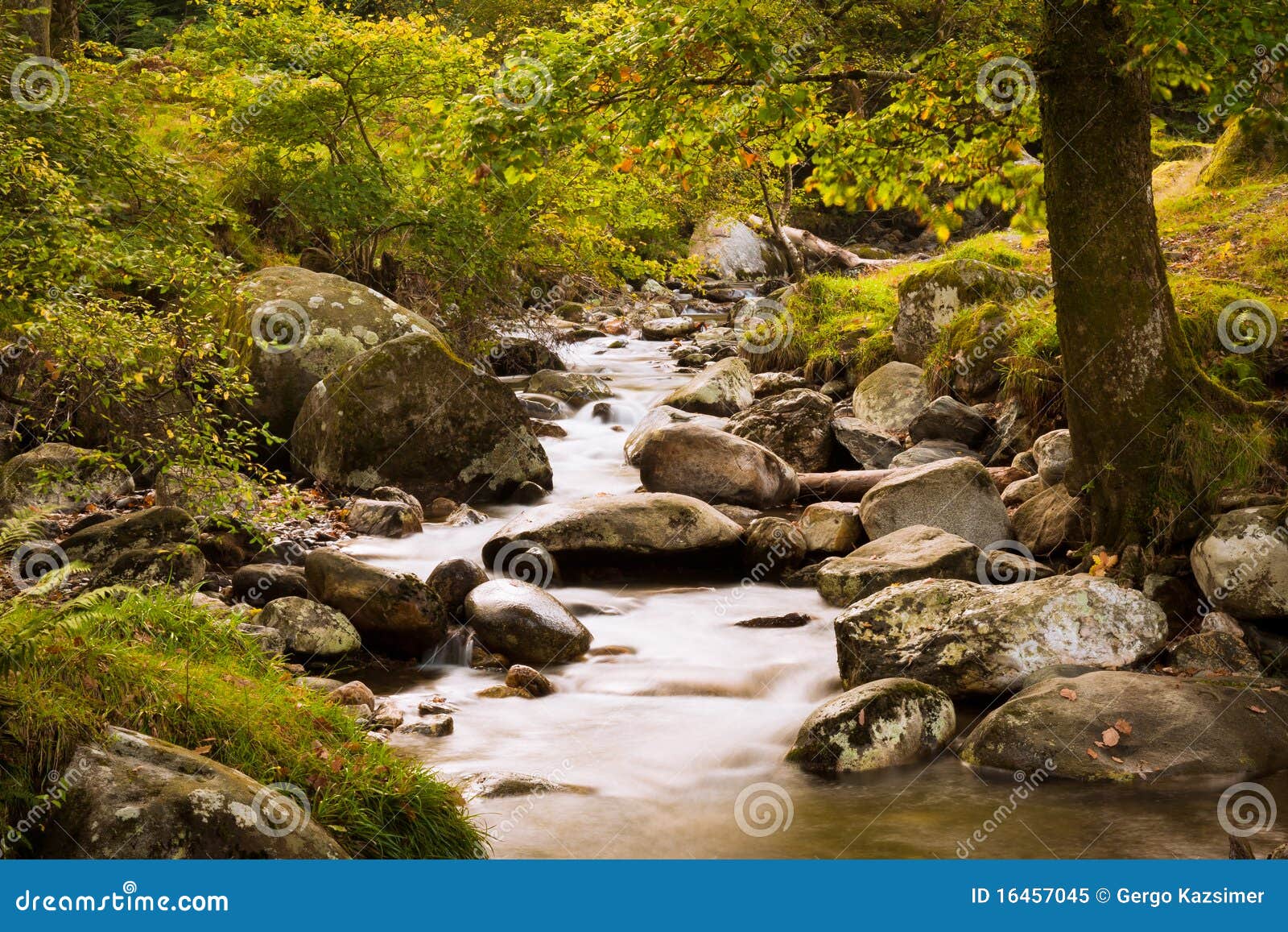 Het Bos Van De Fee Met Rivier Stock Afbeelding - Image of boom ...