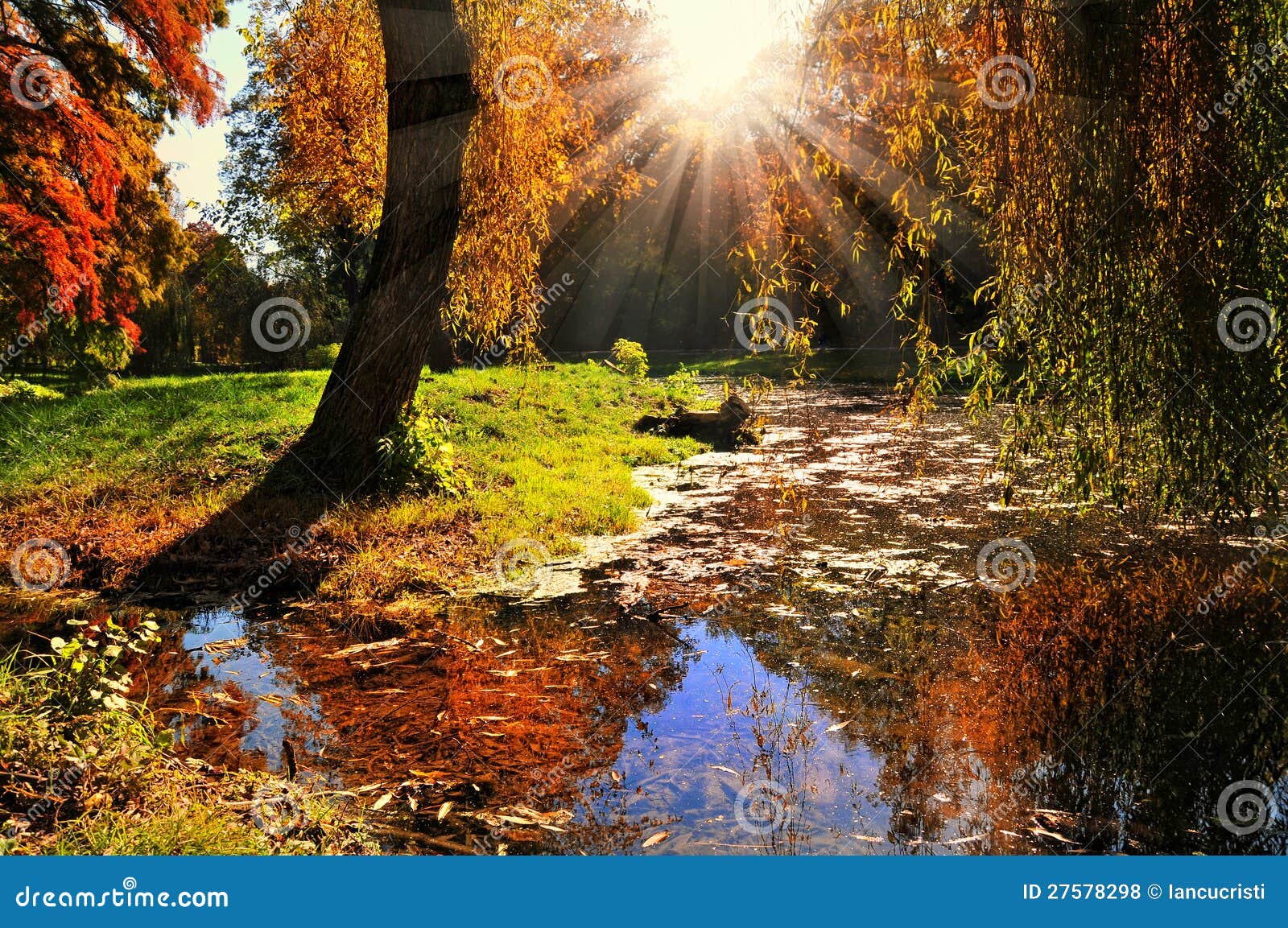 Het Bos Van De Herfst Bij Zonsondergang. Stock Foto - Image of schemer ...