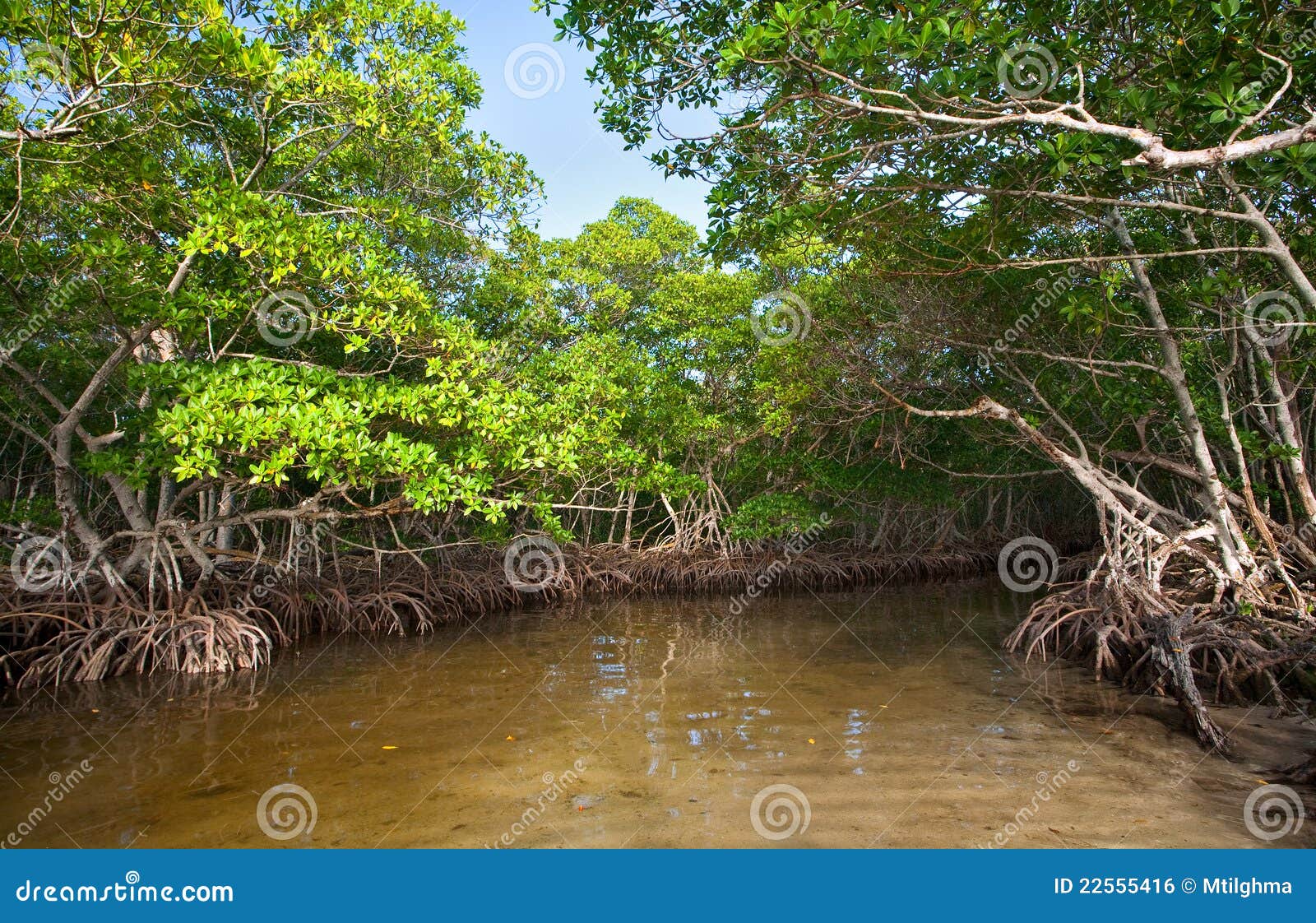 Het Bos van de mangrove stock foto. Image of wortels - 22555416
