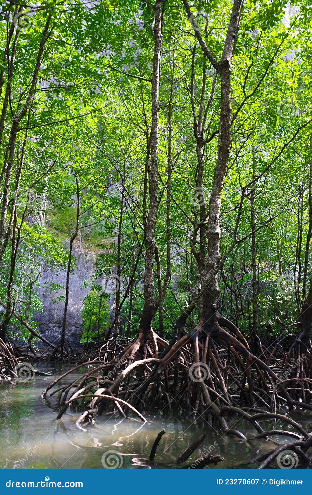 Het Bos van de mangrove stock afbeelding. Image of installatie - 23270607