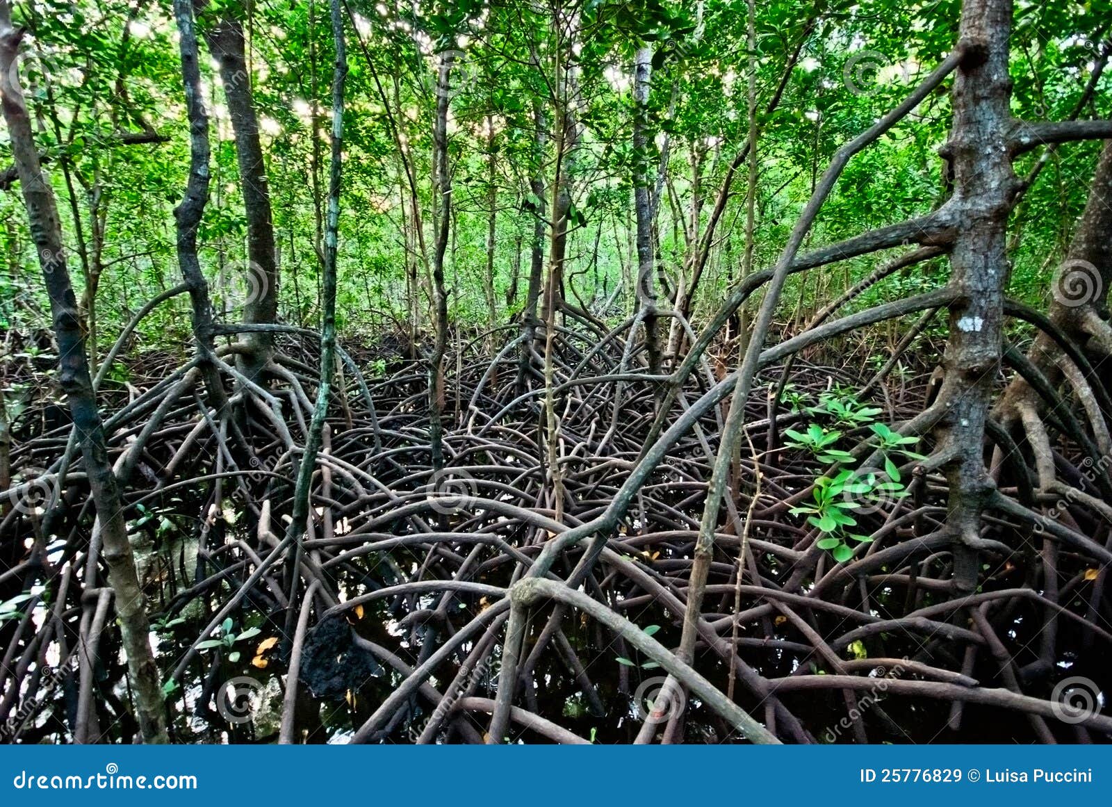 Het bos van de mangrove stock afbeelding. Image of zanzibar - 25776829