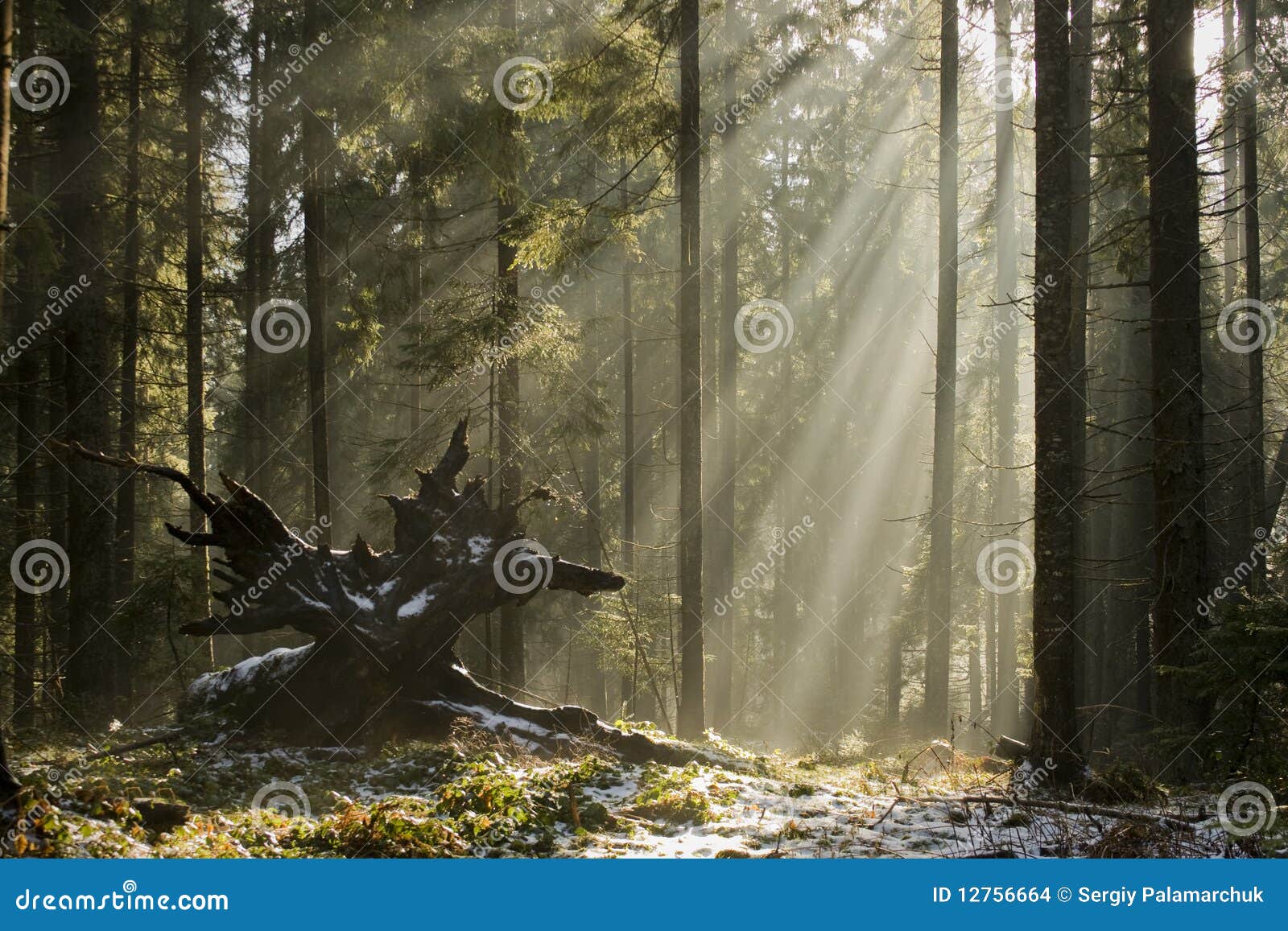 Het bos van de mysticus stock foto. Image of mist, licht - 12756664