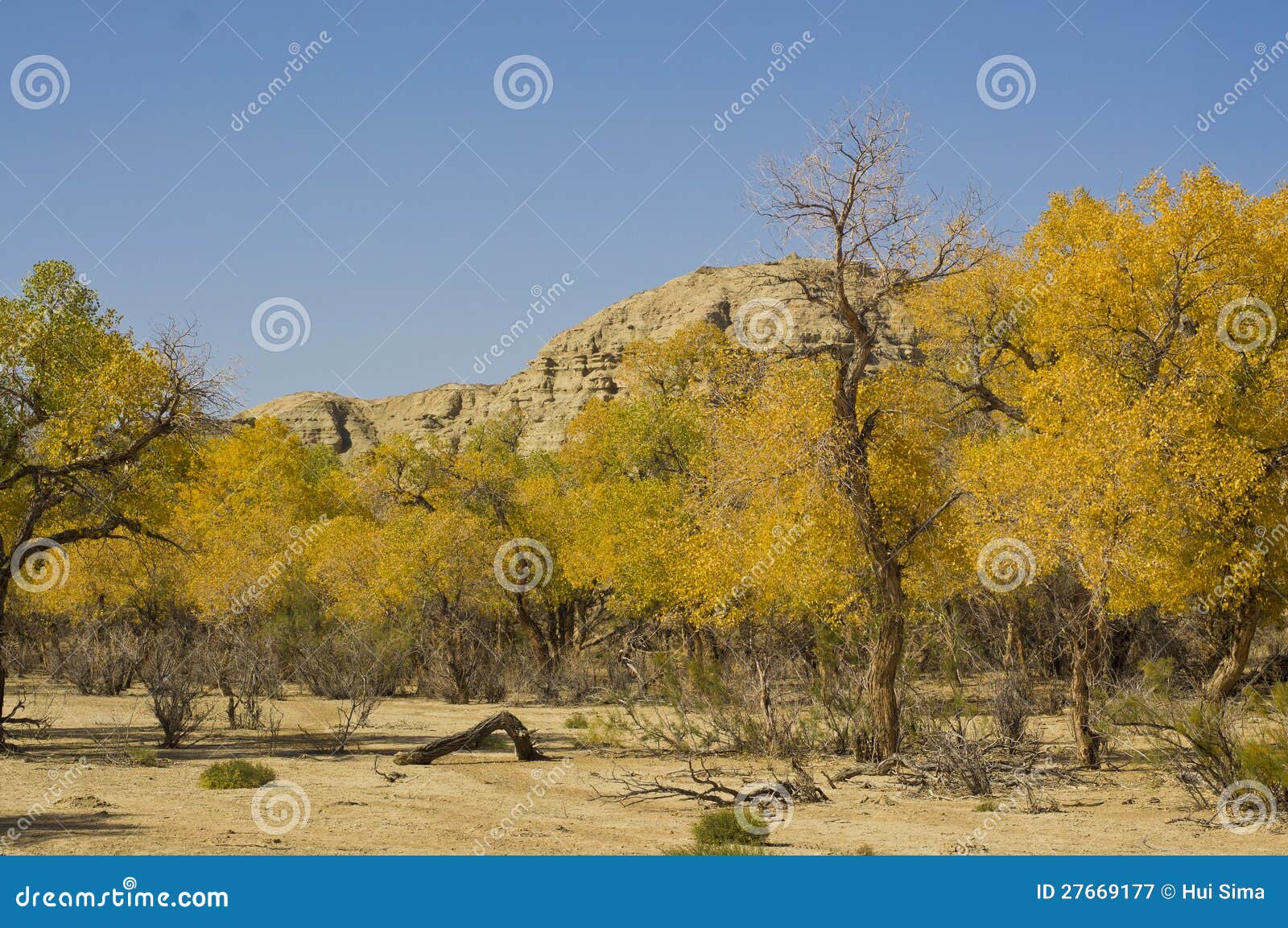 Het Bos Van De Populier in De Herfst Stock Afbeelding - Image of nave ...