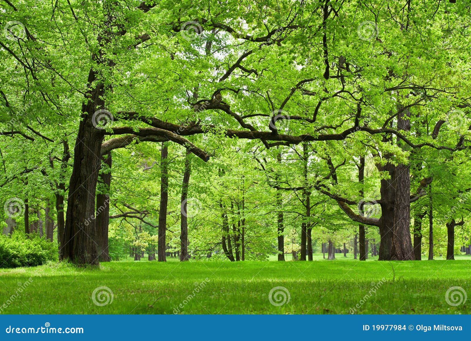 Het bos van de zomer stock foto. Image of boom, groei - 19977984