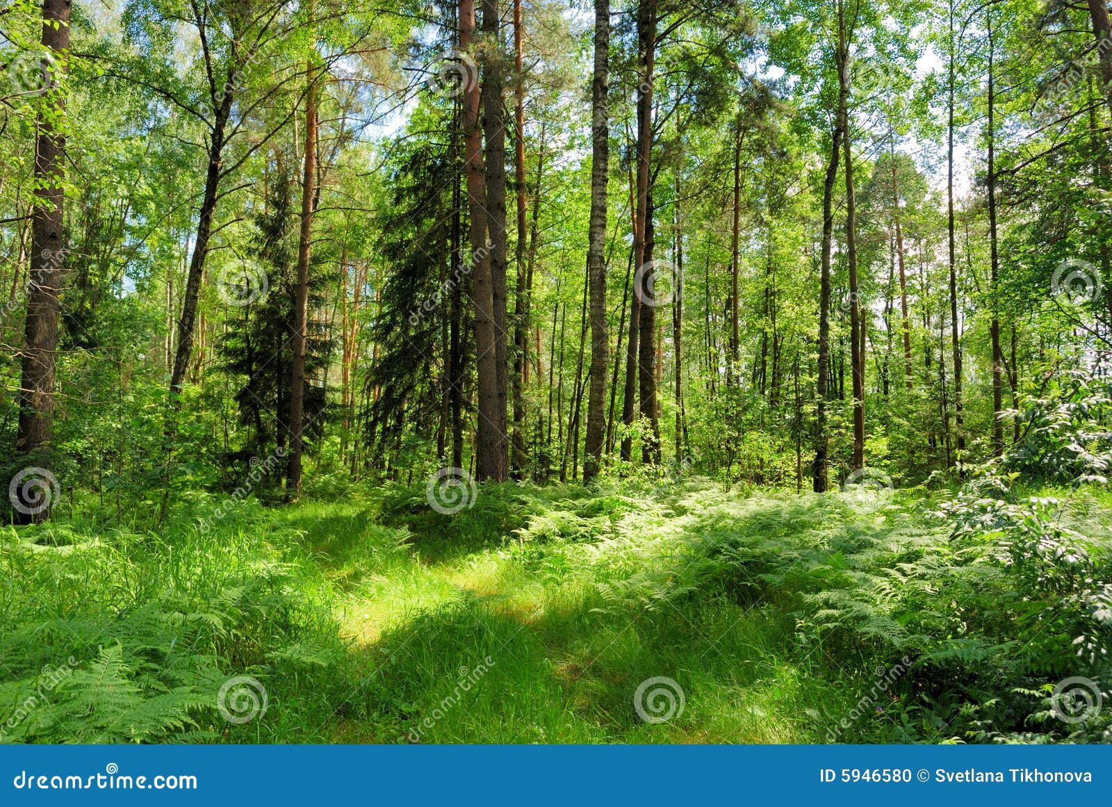 Het bos van de zomer stock foto. Image of zomer, gras - 5946580