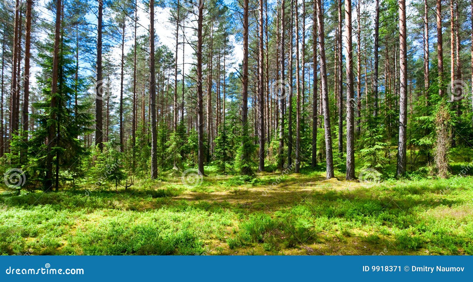 Het bos van de zomer stock afbeelding. Image of gebladerte - 9918371