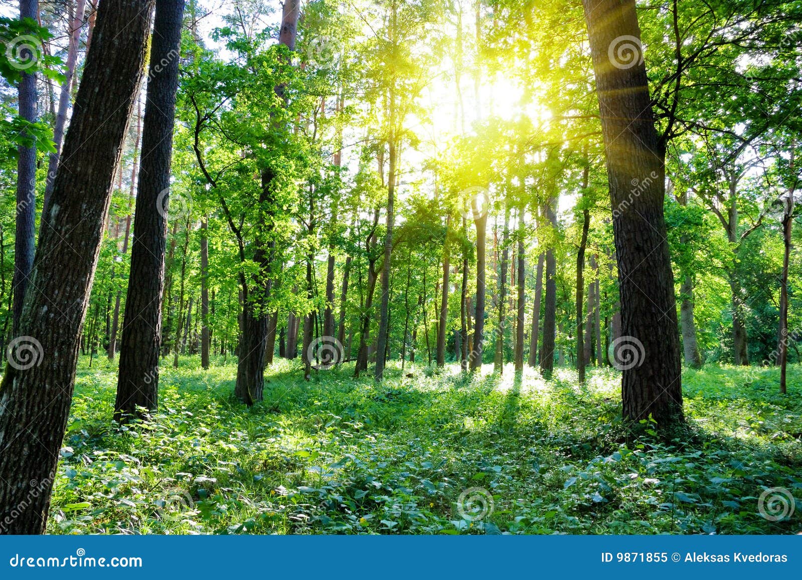 Het bos van de zomer, zon stock afbeelding. Image of seizoen - 9871855
