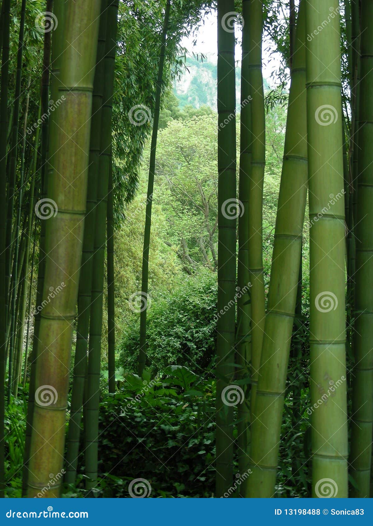 Het bos van het bamboe stock foto. Image of wildernis - 13198488