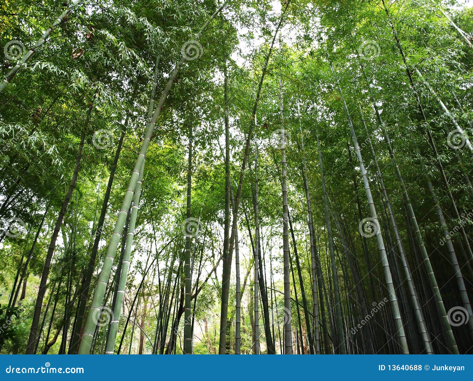 Het bos van het bamboe stock foto. Image of blauw, peking - 13640688