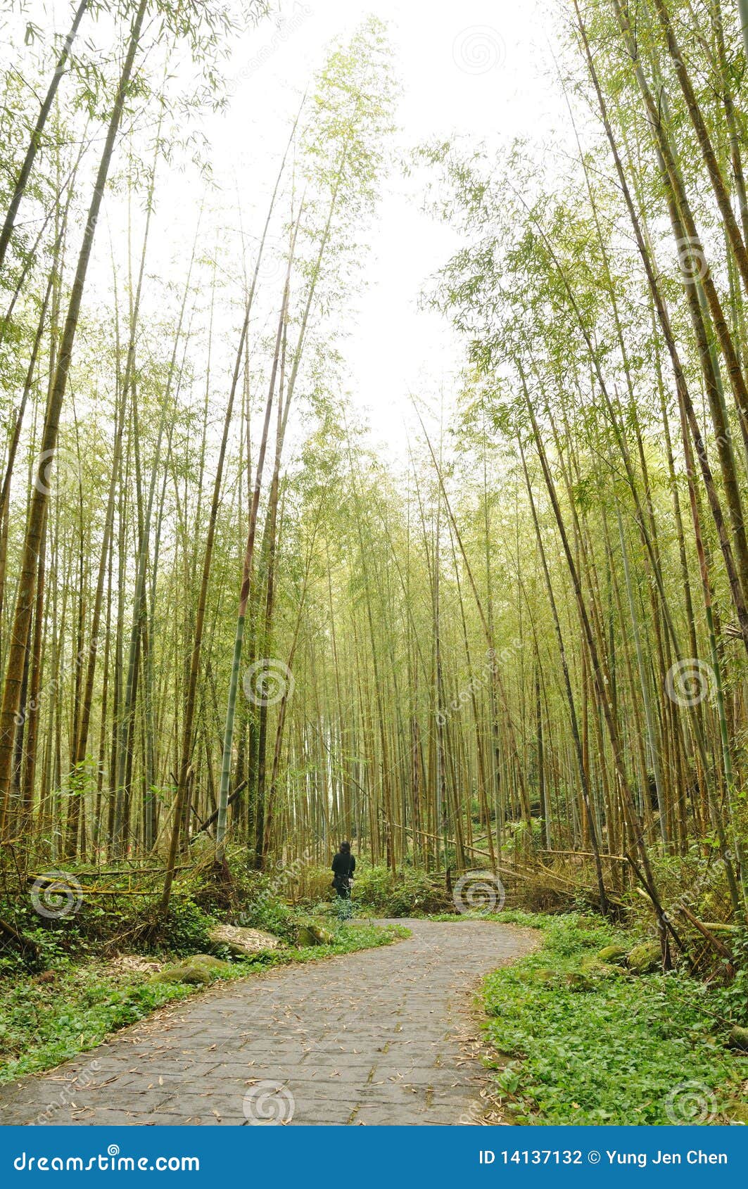 Het bos van het bamboe stock foto. Image of bruin, groen - 14137132