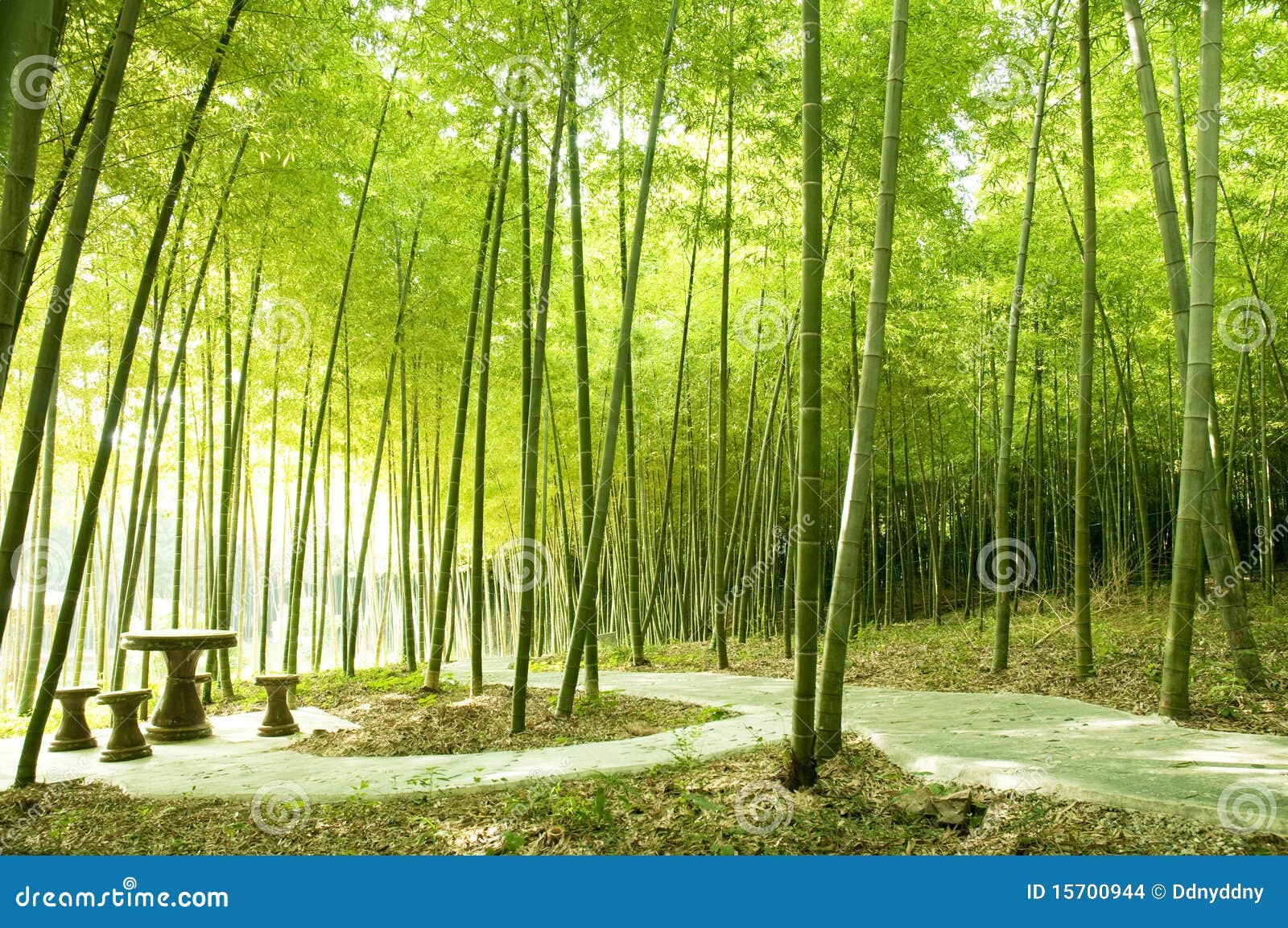 Het bos van het bamboe stock foto. Image of lang, installaties - 15700944