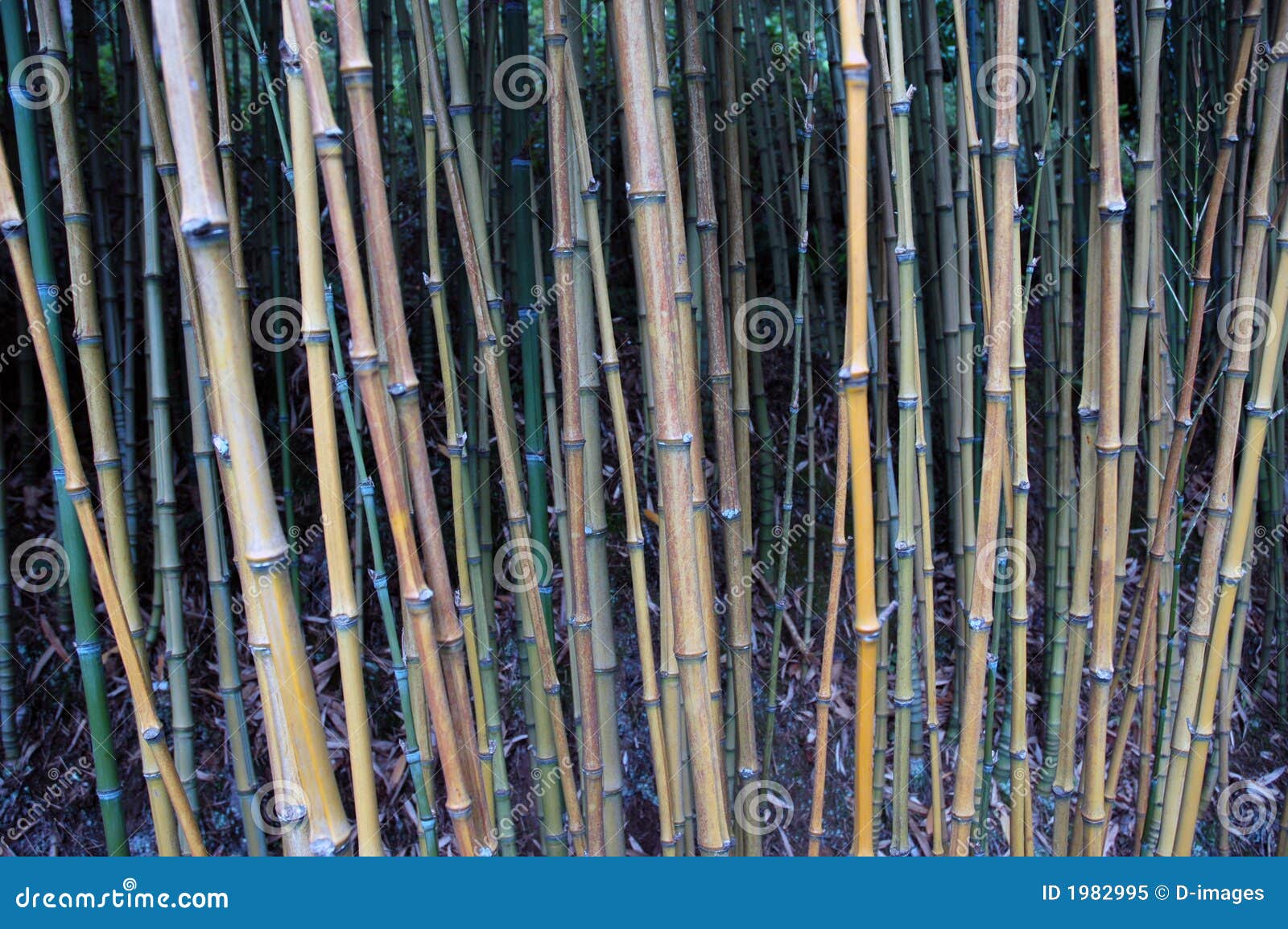 Bamboebos Picture. Image: 1982995