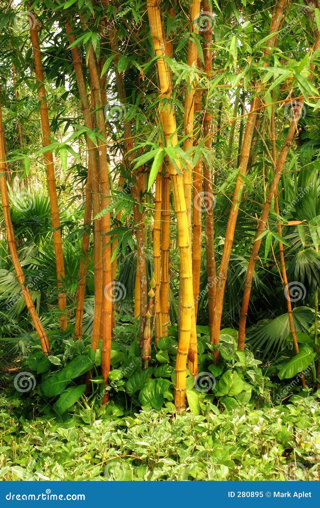 Het bos van het bamboe stock afbeelding. Image of borstel - 280895