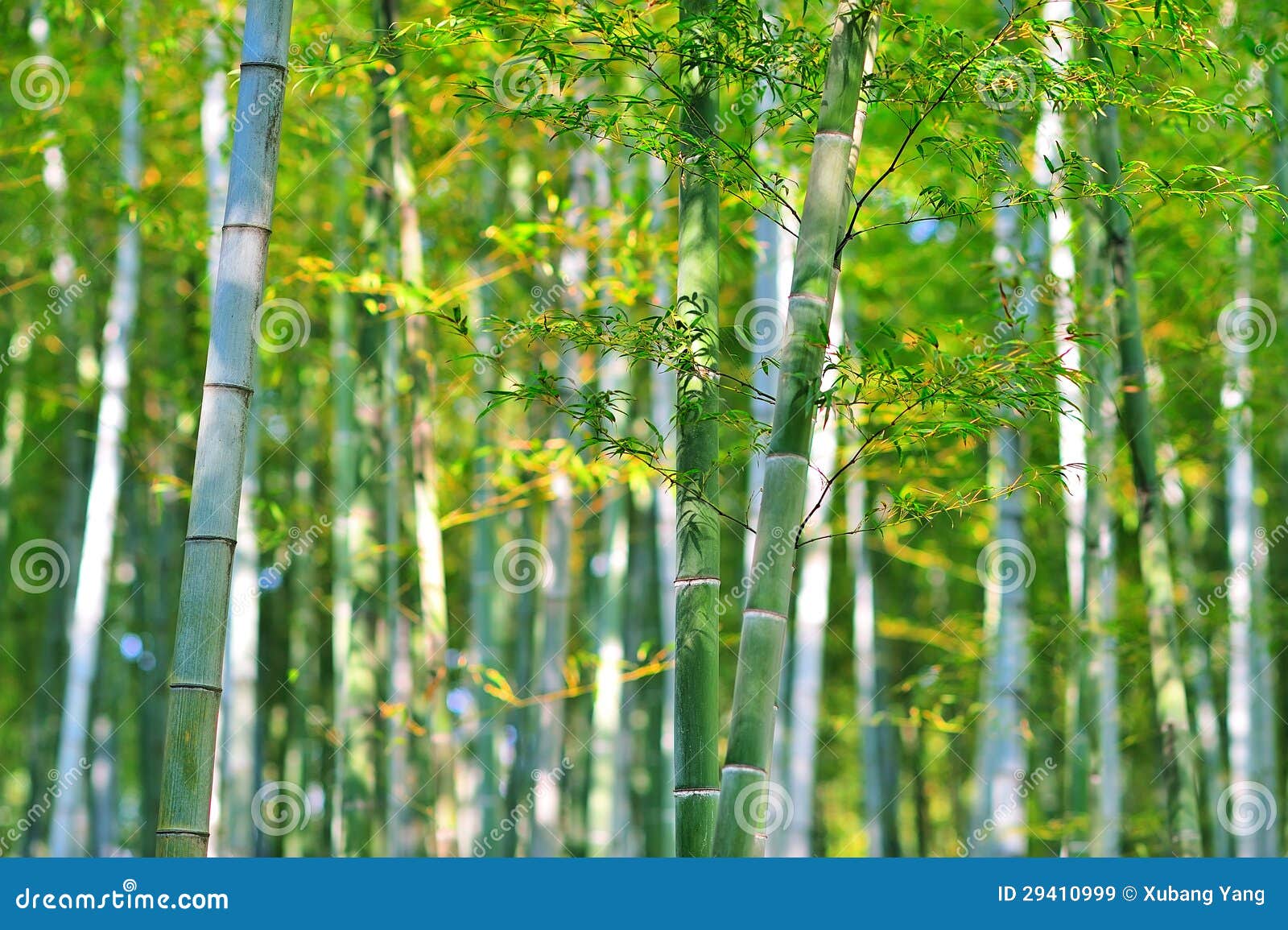 Het bos van het bamboe stock afbeelding. Image of steel - 29410999