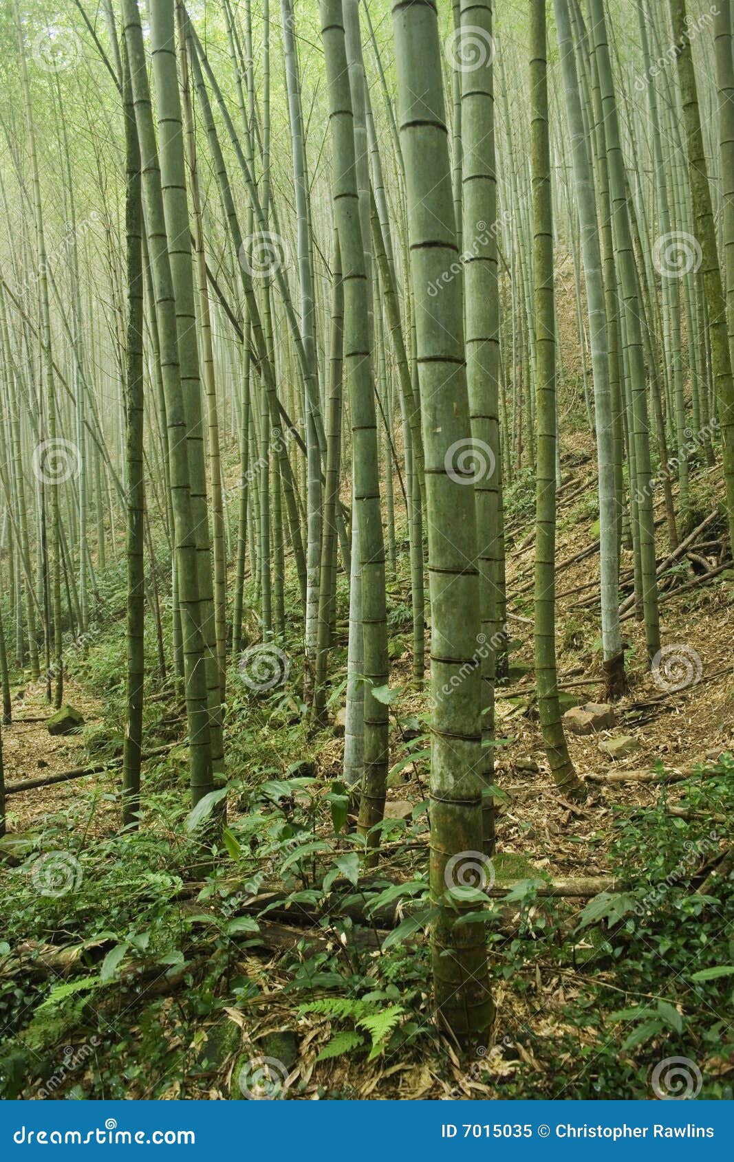 Bamboebos Picture. Image: 7015035