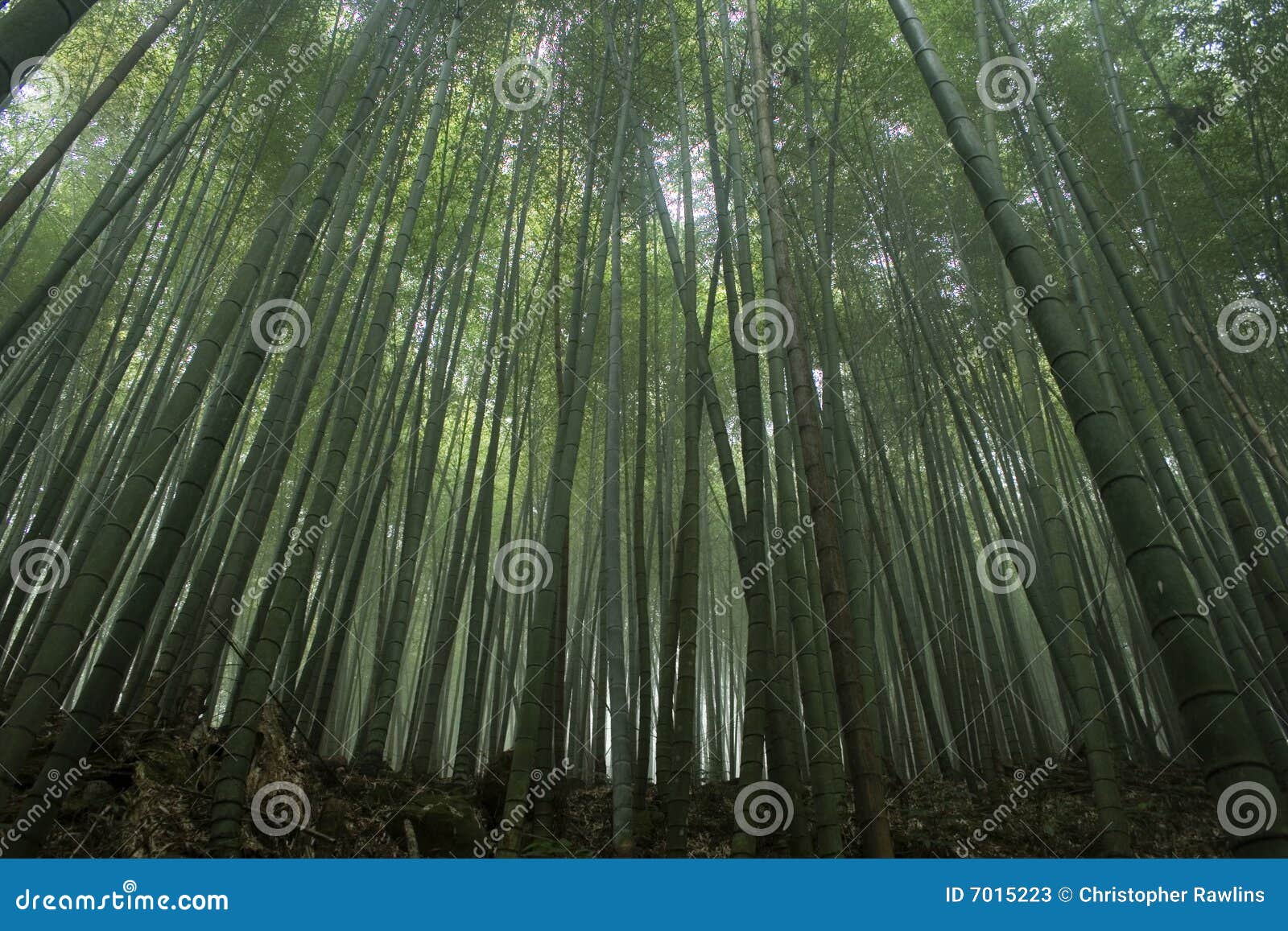 Bamboebos Picture. Image: 7015223