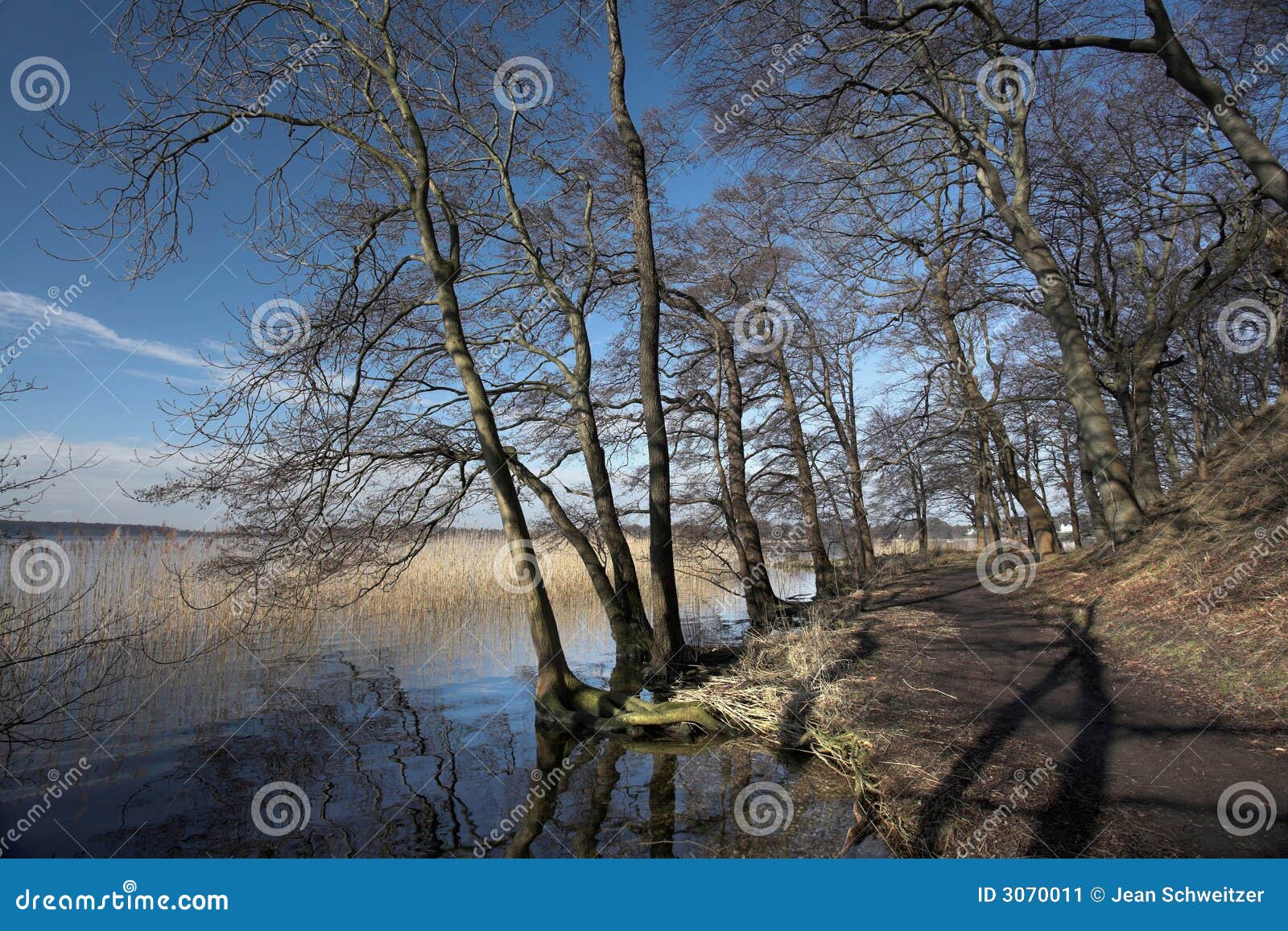 Het bos van het meer stock afbeelding. Image of wortels - 3070011