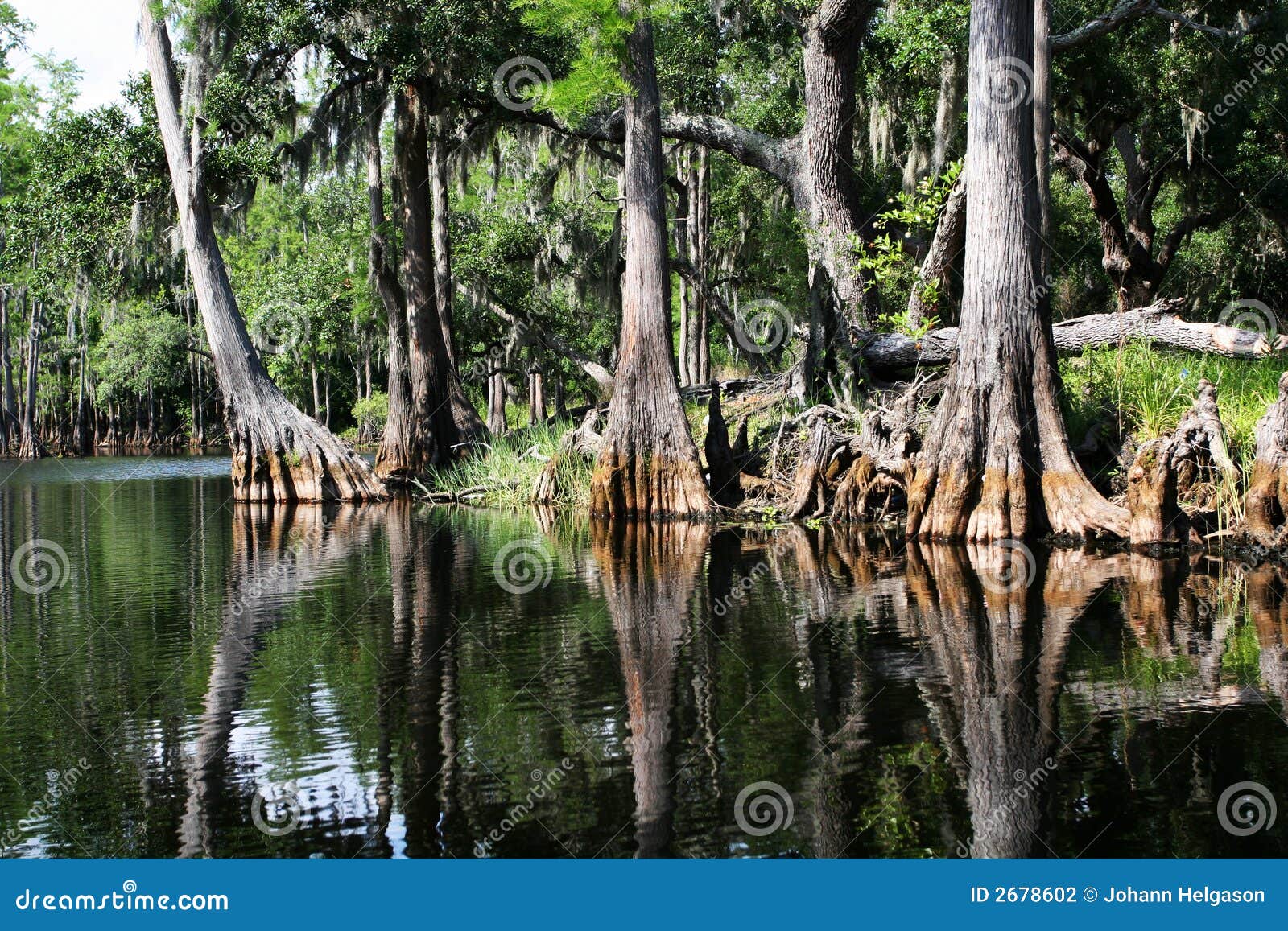 Het bos van het moeras stock foto. Image of hout, moeras - 2678602