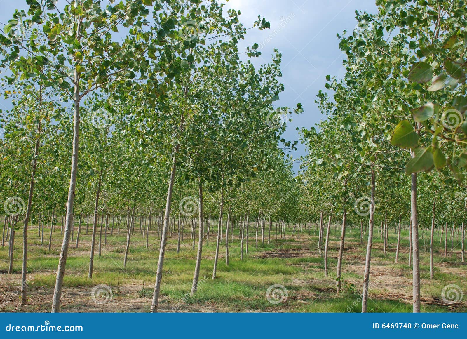 Het bosje van de populier stock foto. Image of landbouw - 6469740