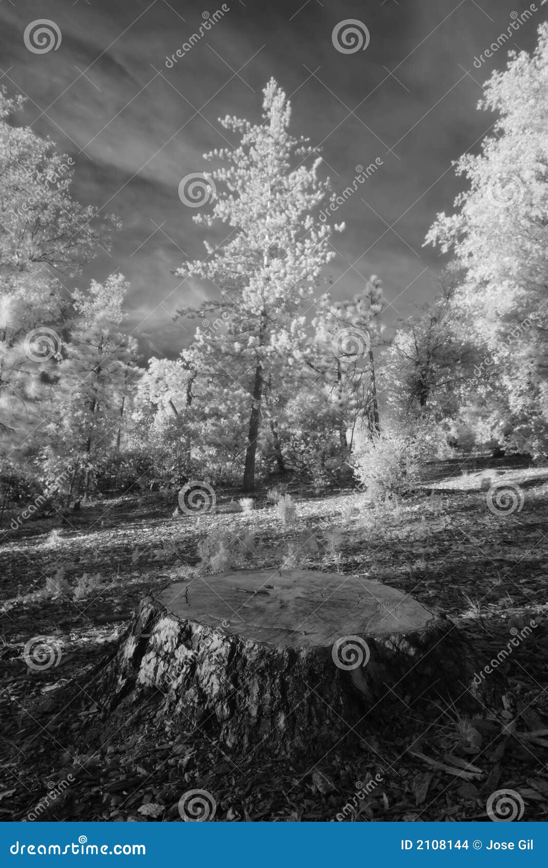 Het BosLandschap IRL 2 Van De Stomp Stock Foto - Image of boom ...