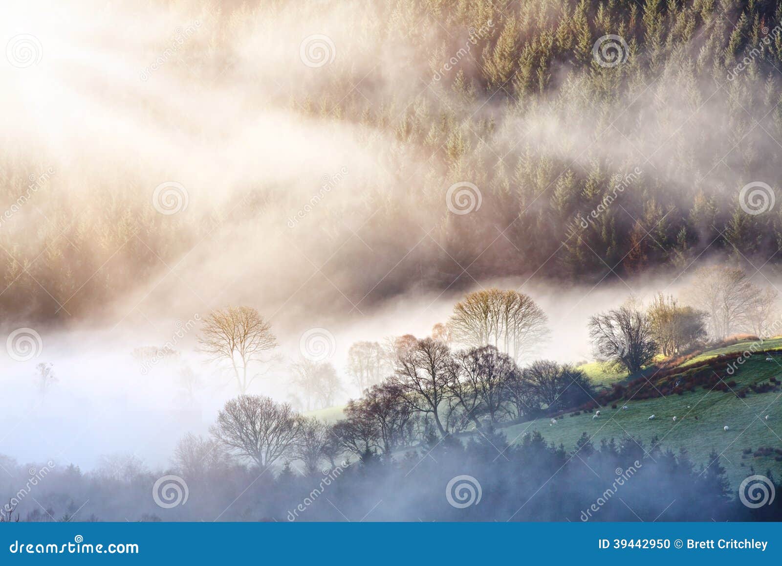 Het Boslandschap Van De Ochtendmist Stock Foto - Image of neiging ...