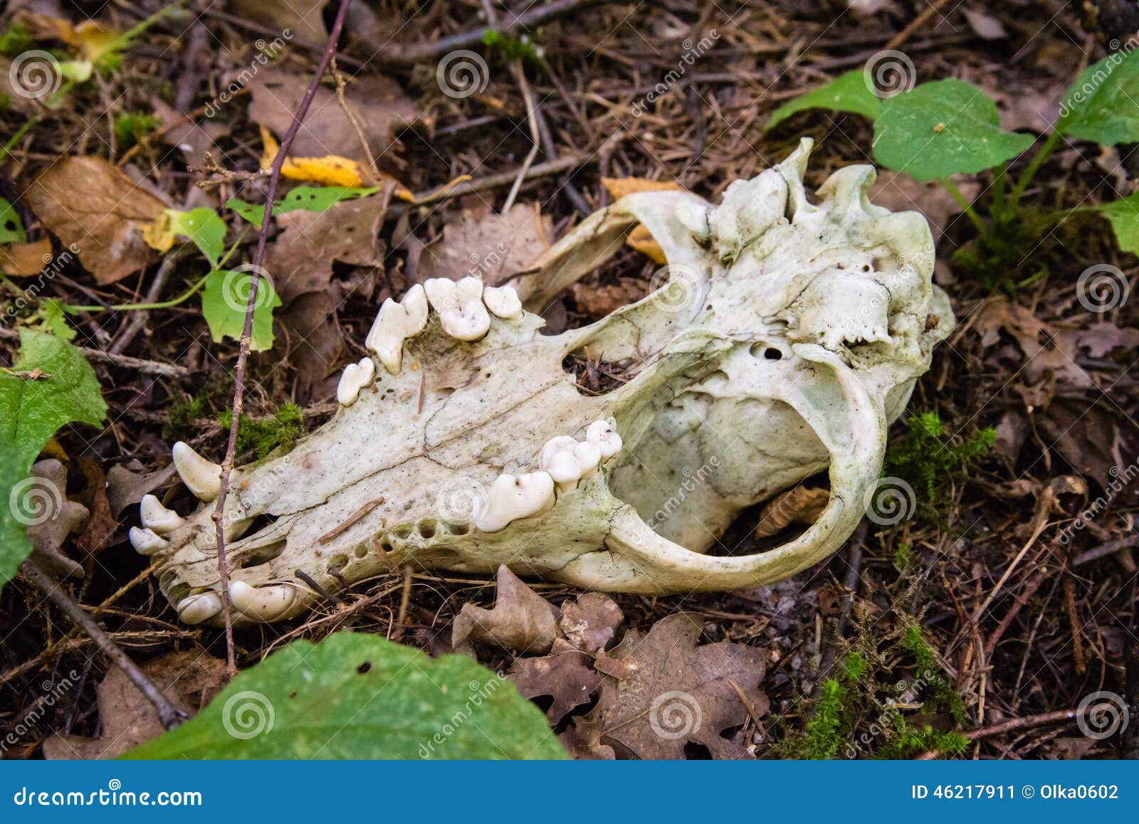 Het Bovenste Gedeelte Van De Schedelhond Stock Afbeelding - Image of ...