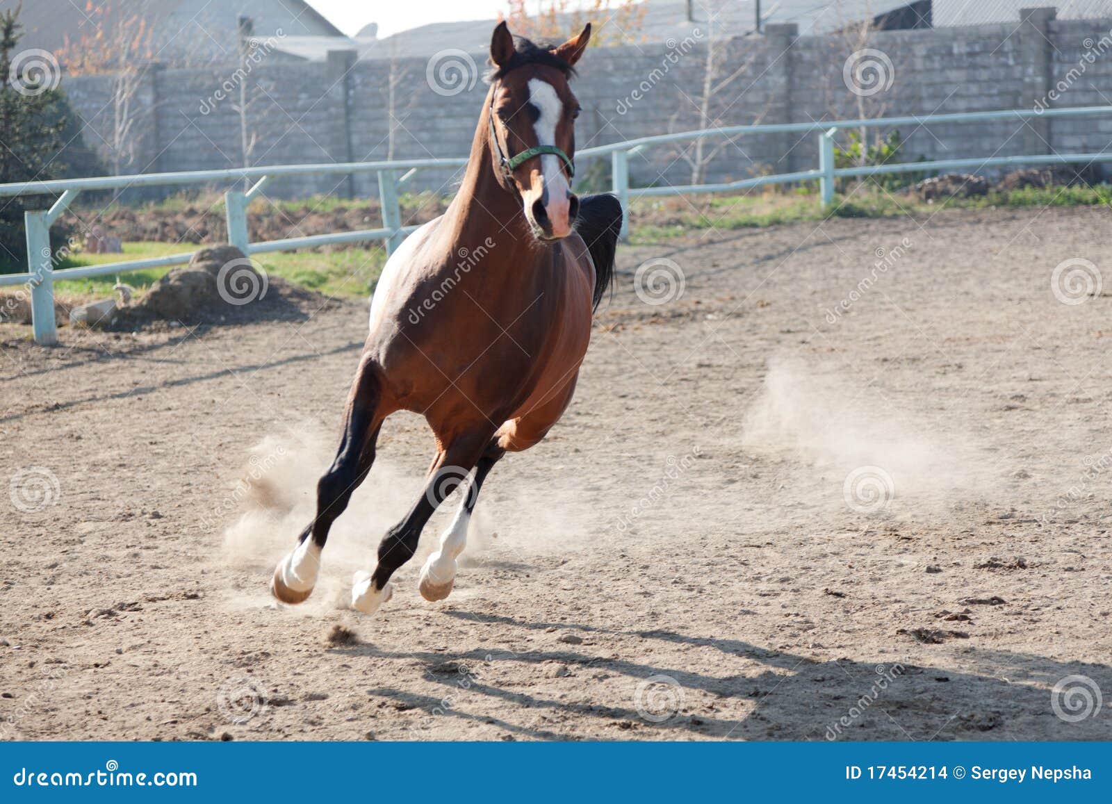 Het bruine paard stock foto. Image of paard, huisdier - 17454214
