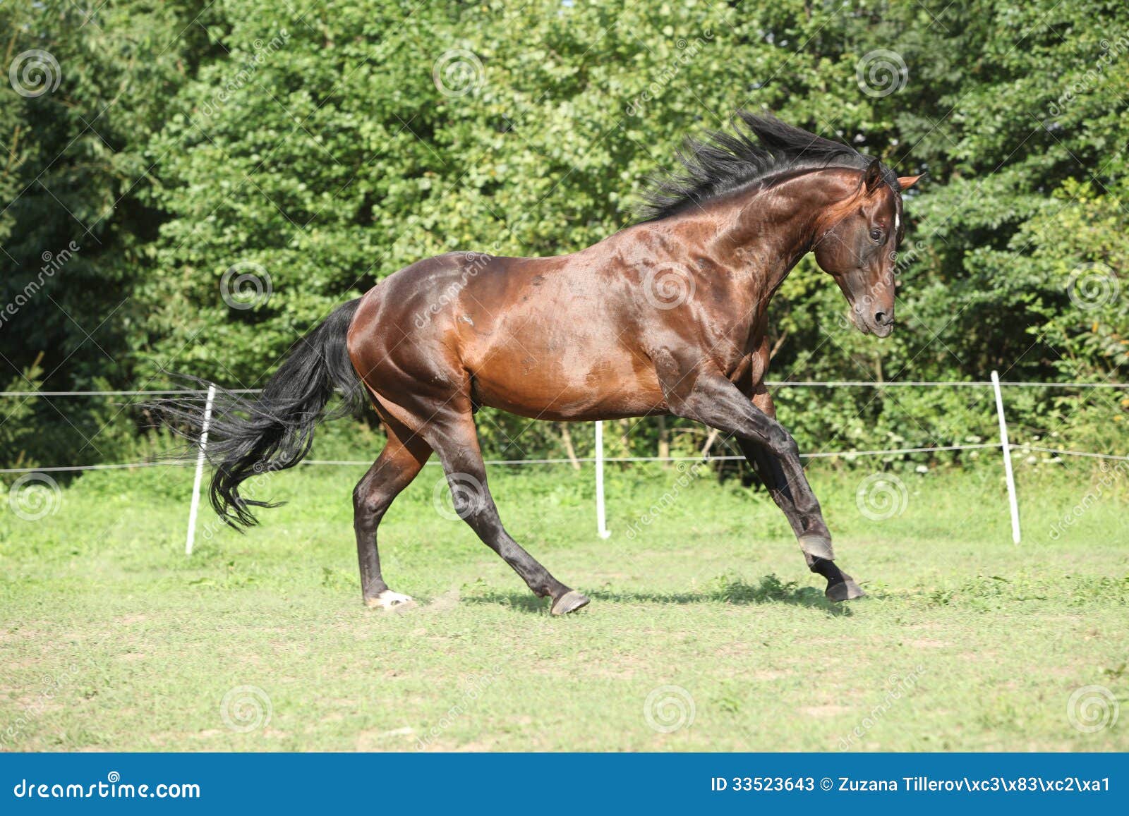 Het Bruine Paard Die Van Nice Op Weiland Lopen Stock Afbeelding - Image ...
