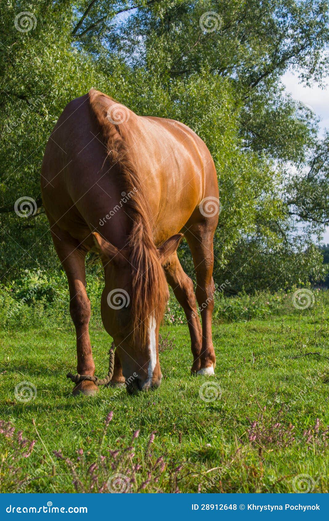 Het bruine paard eet gras stock foto. Image of gebied - 28912648