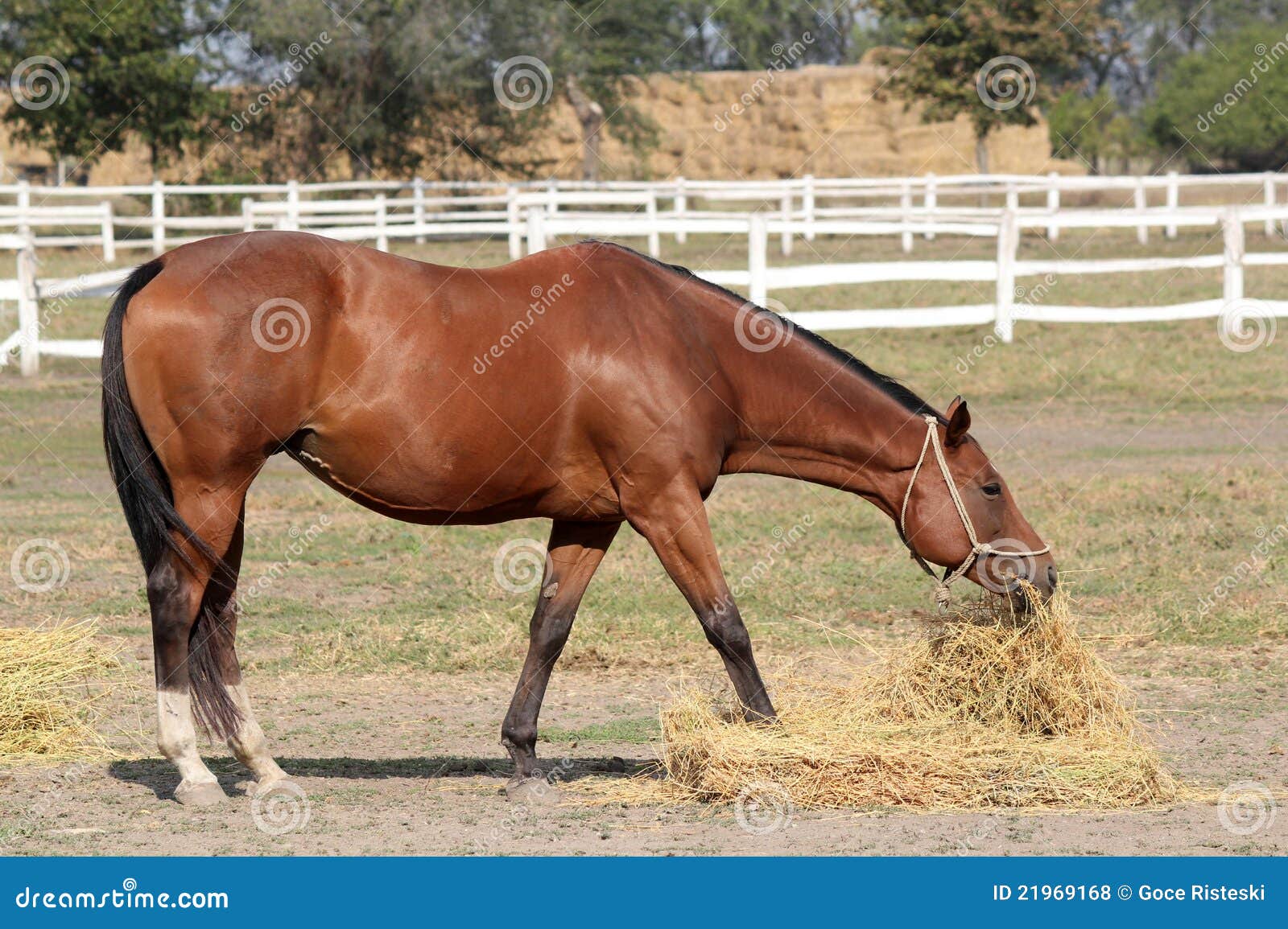 Het bruine paard eet hooi stock foto. Image of bruin - 21969168